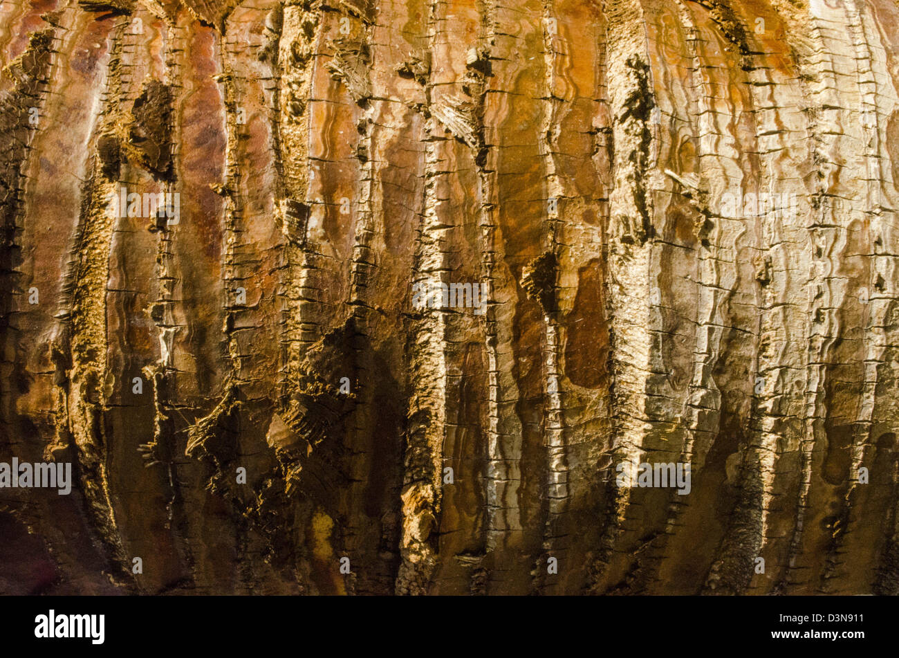 palm tree bark Stock Photo - Alamy