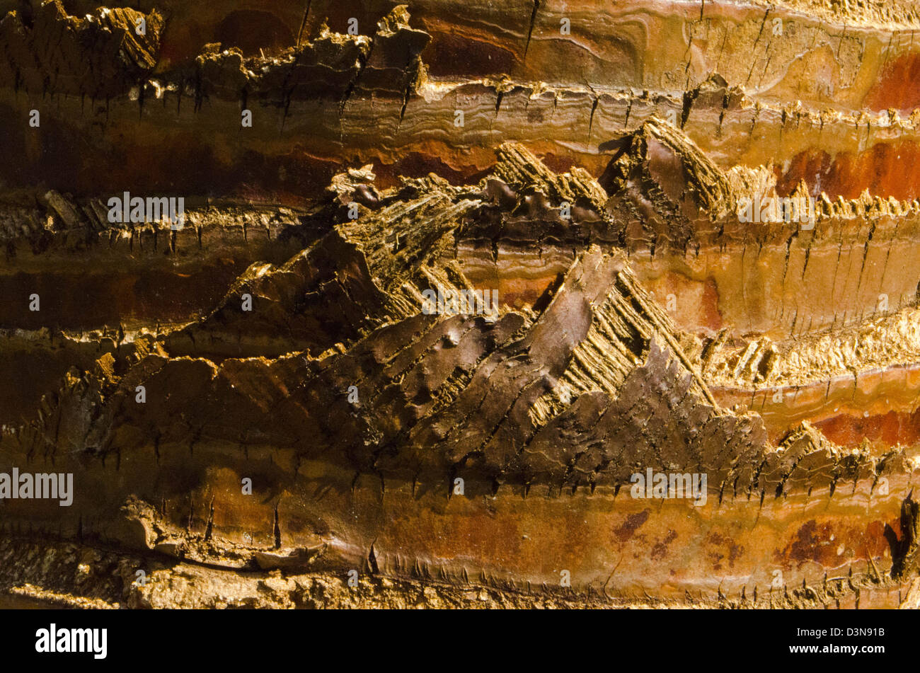 Palm tree bark hi-res stock photography and images - Alamy