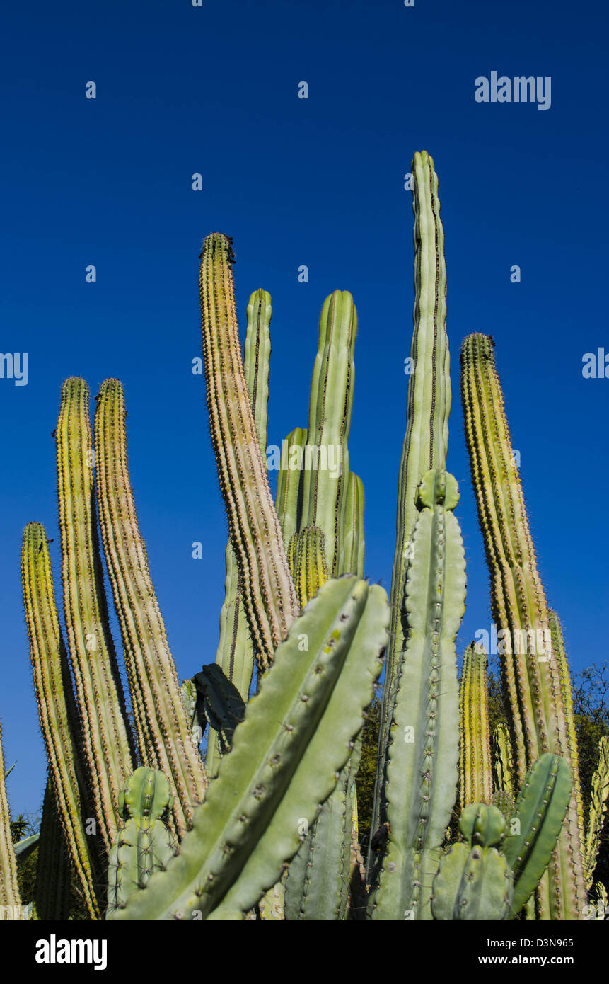 Desert oasis cactus hi-res stock photography and images - Alamy