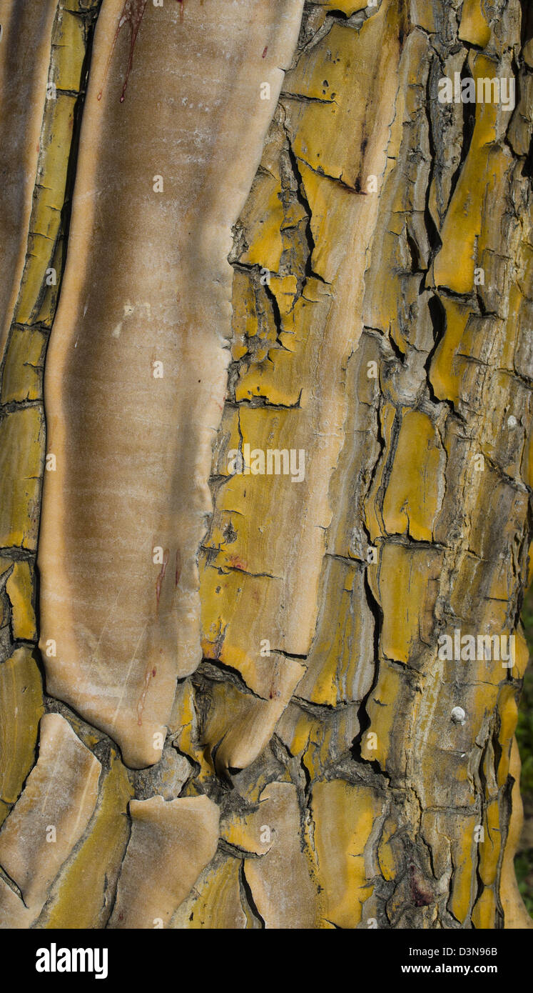 Yellow bark hi-res stock photography and images - Alamy