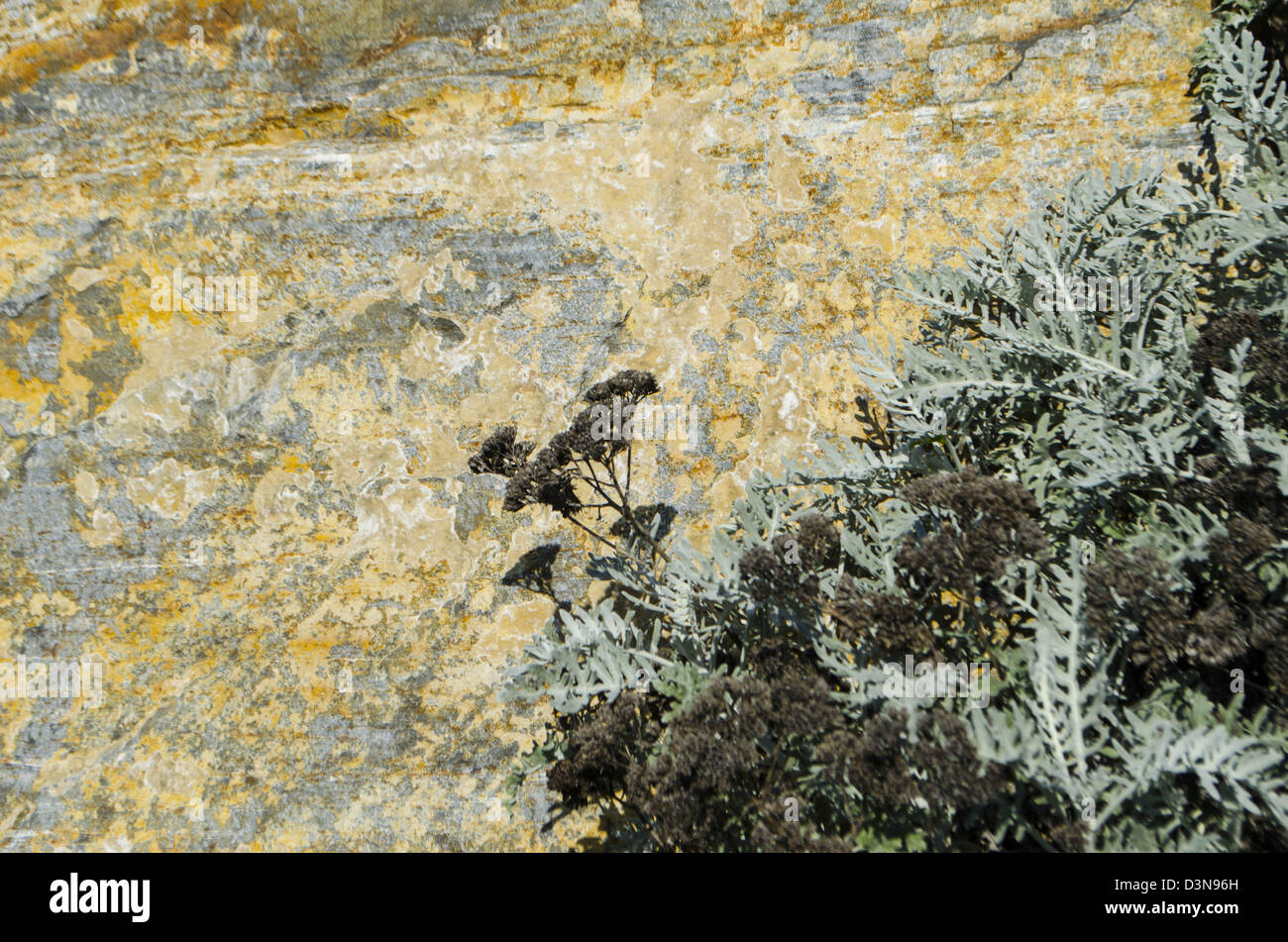 Plants texture hi-res stock photography and images - Alamy