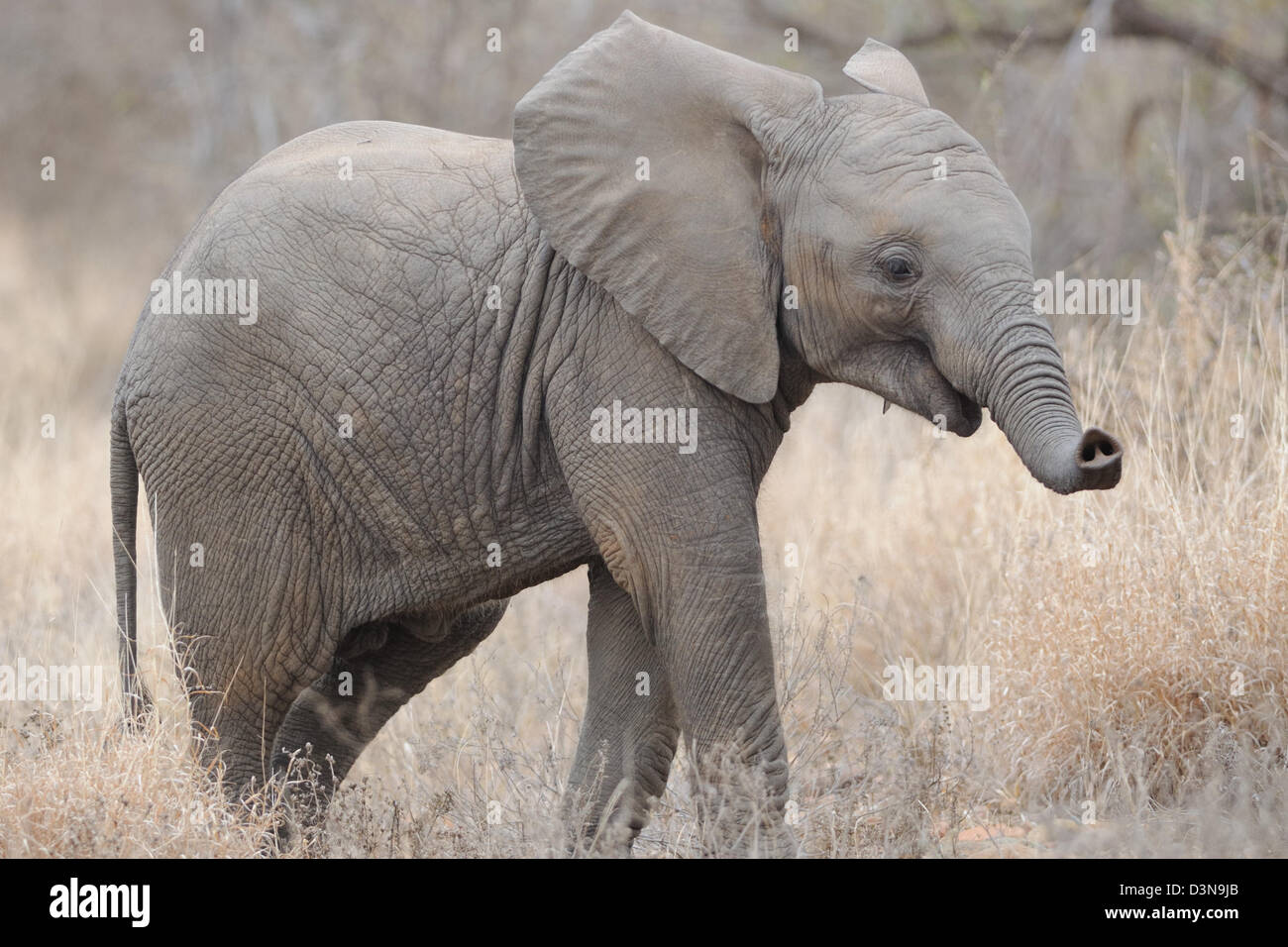 Baby elephant young vulnerable animal hi-res stock photography and ...