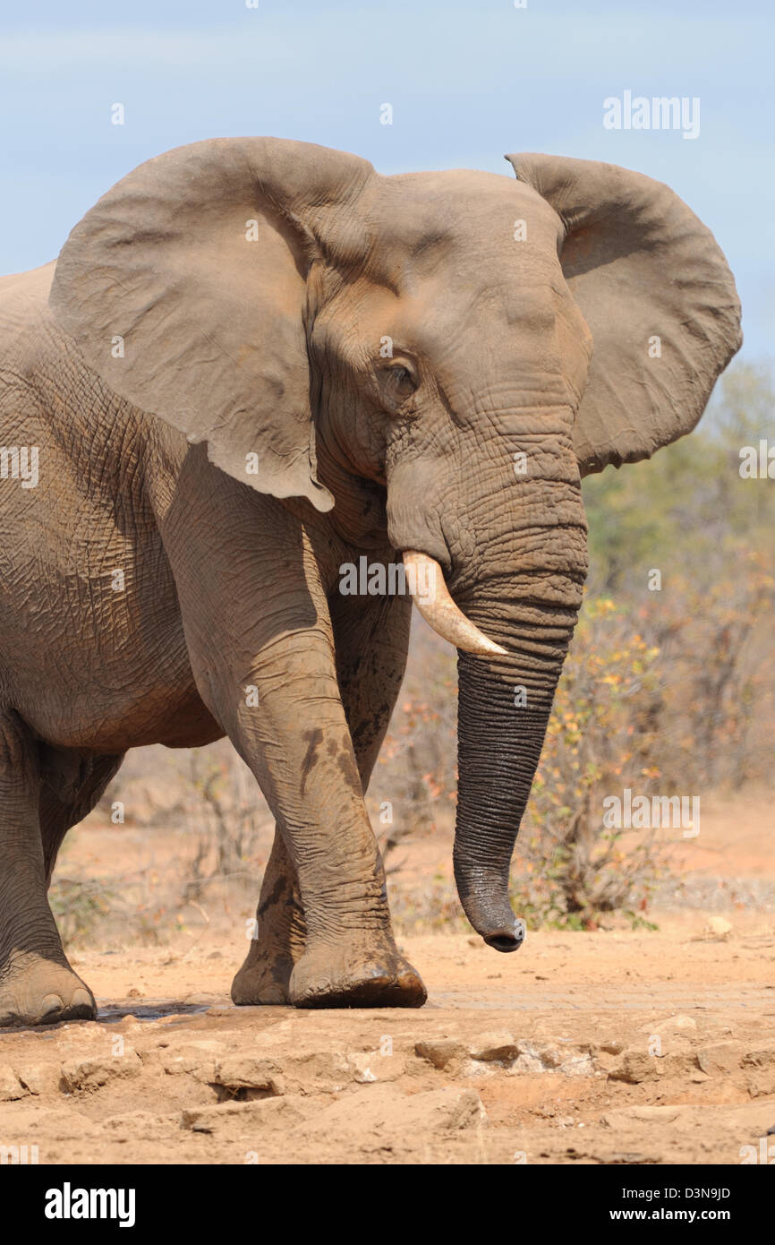 African bush elephant (Loxodonta africana), adult male with only one ...