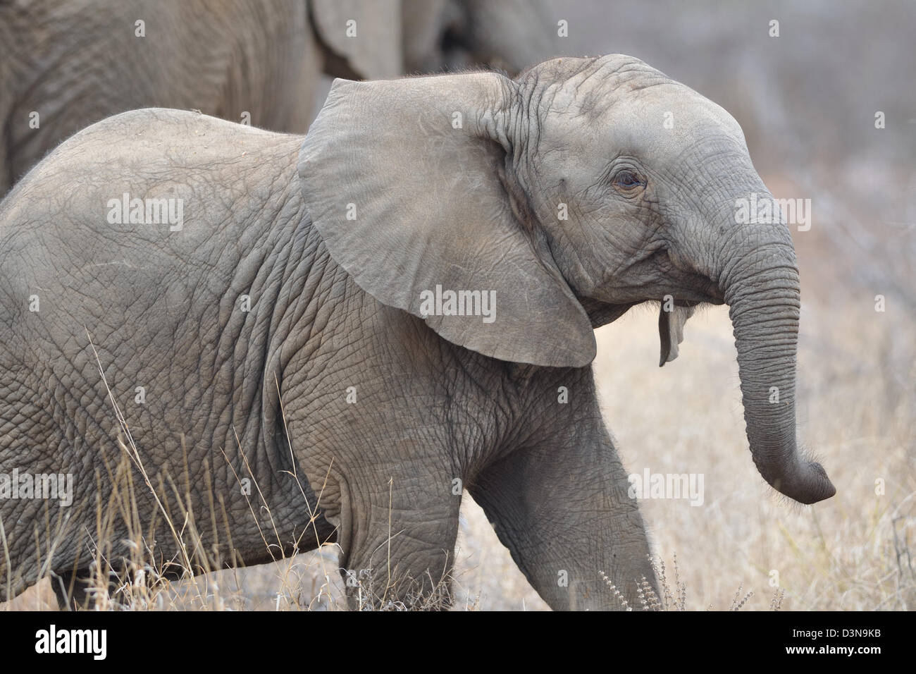 Elephant calf in grassland hi-res stock photography and images - Alamy