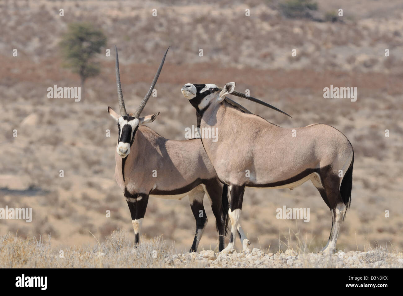 Oryxes hi-res stock photography and images - Alamy