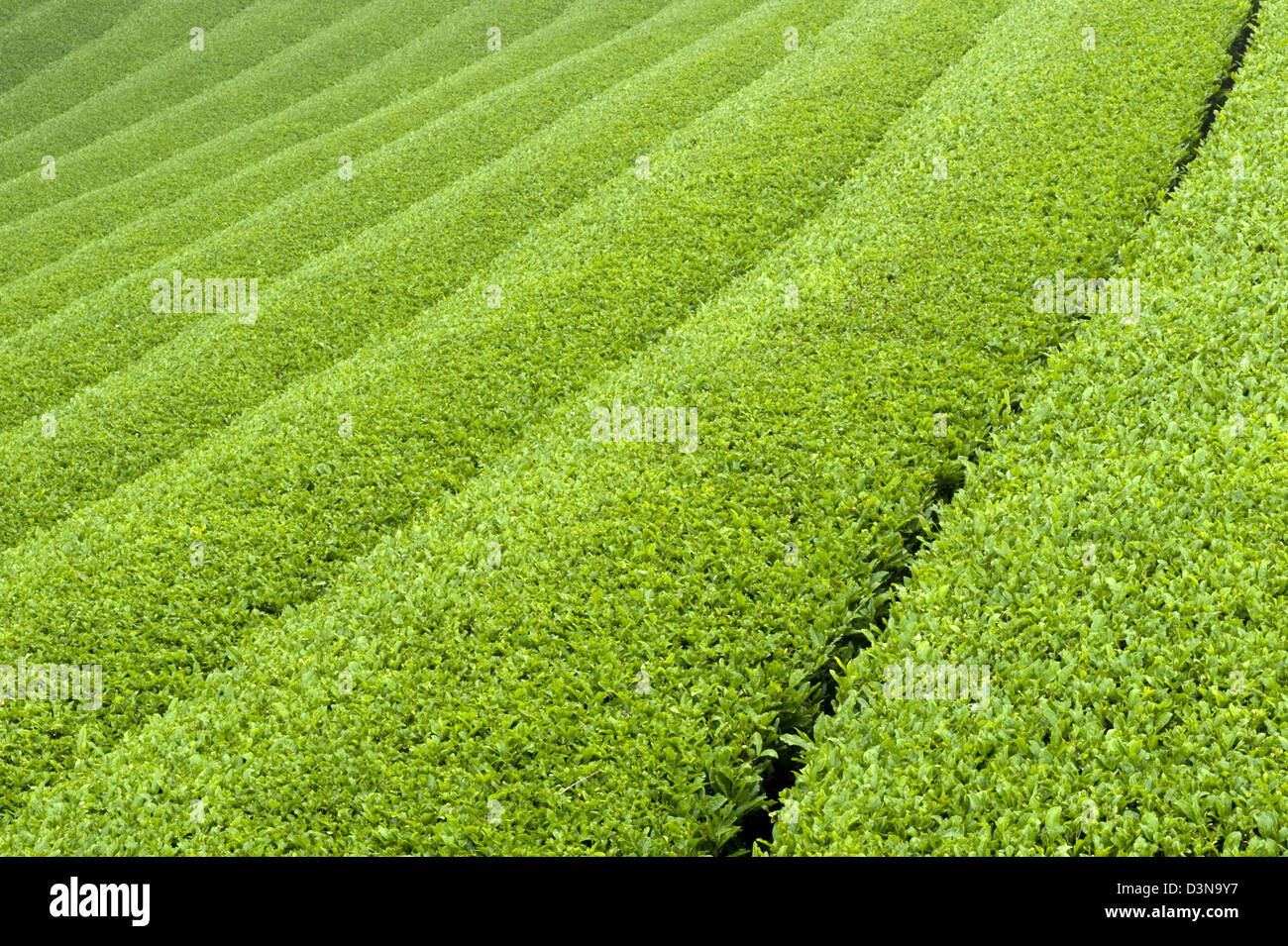 Rows of fresh green tea bushes growing at a plantation in the ...