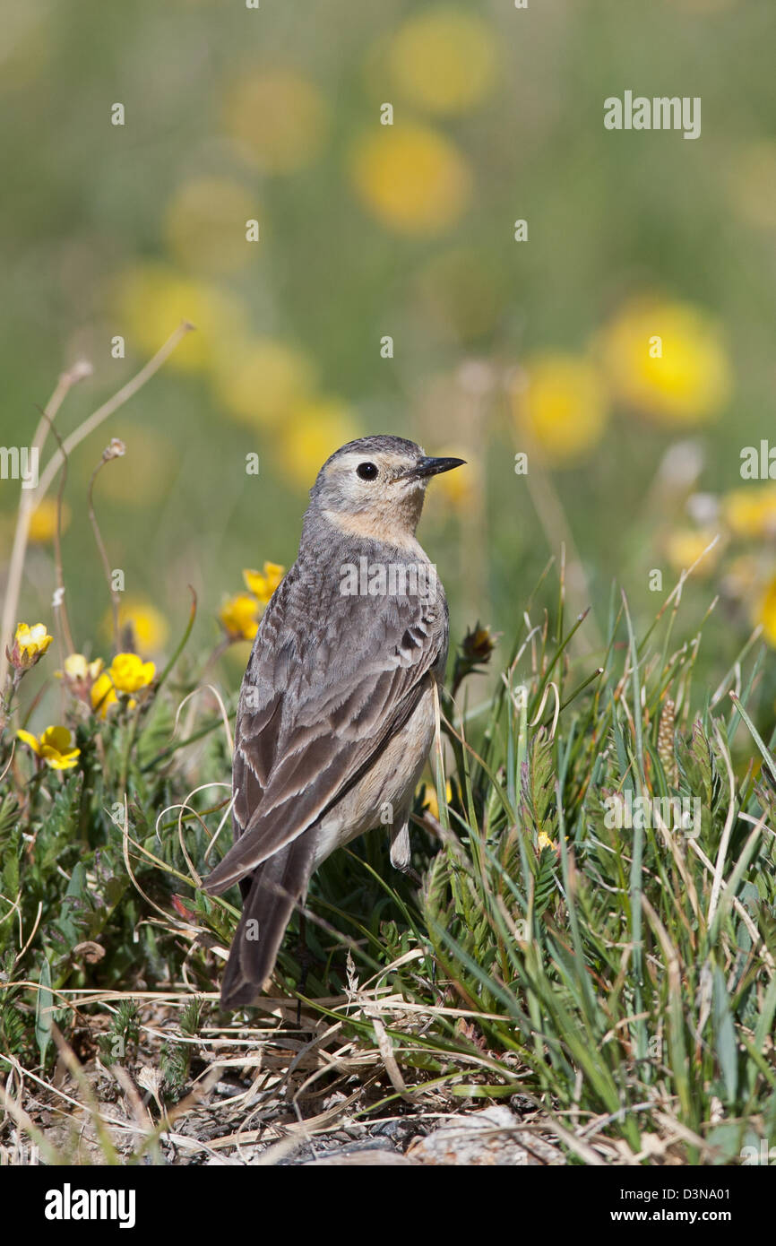 Water Pipit High Resolution Stock Photography and Images - Alamy