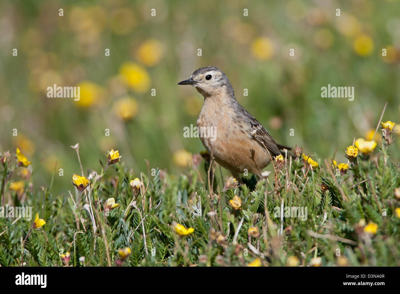 American Buff Bellied Pipit High Resolution Stock Photography and ...