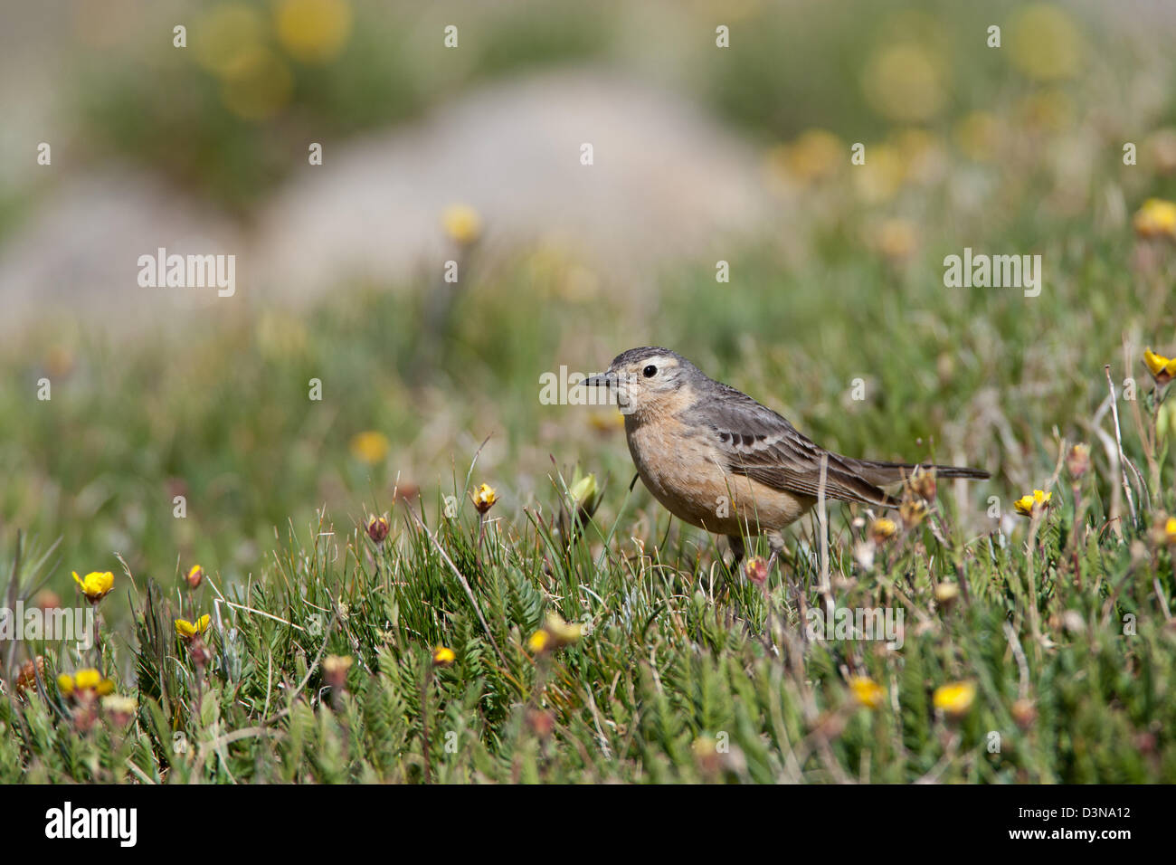 Water Pipit High Resolution Stock Photography and Images - Alamy