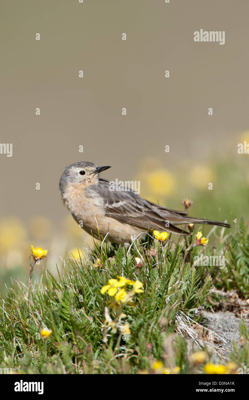 American Buff Bellied Pipit High Resolution Stock Photography and ...