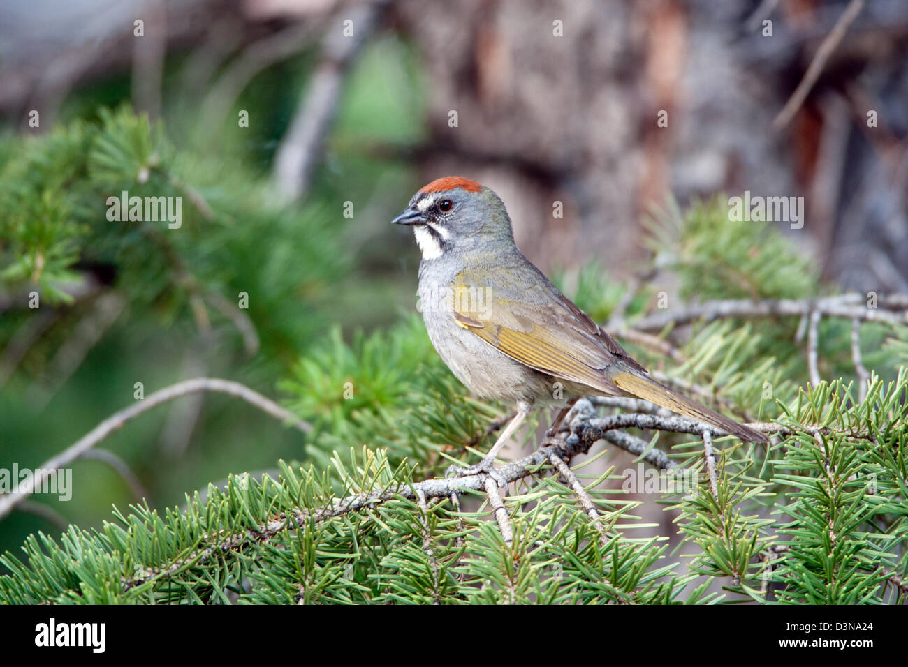 Green-tailed Towhee perching in Spruce Tree bird birds songbird ...