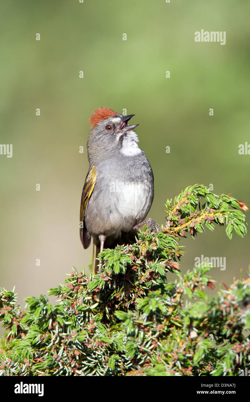 Green-tailed Towhee perching in Junipe bird birds songbird songbirds ...