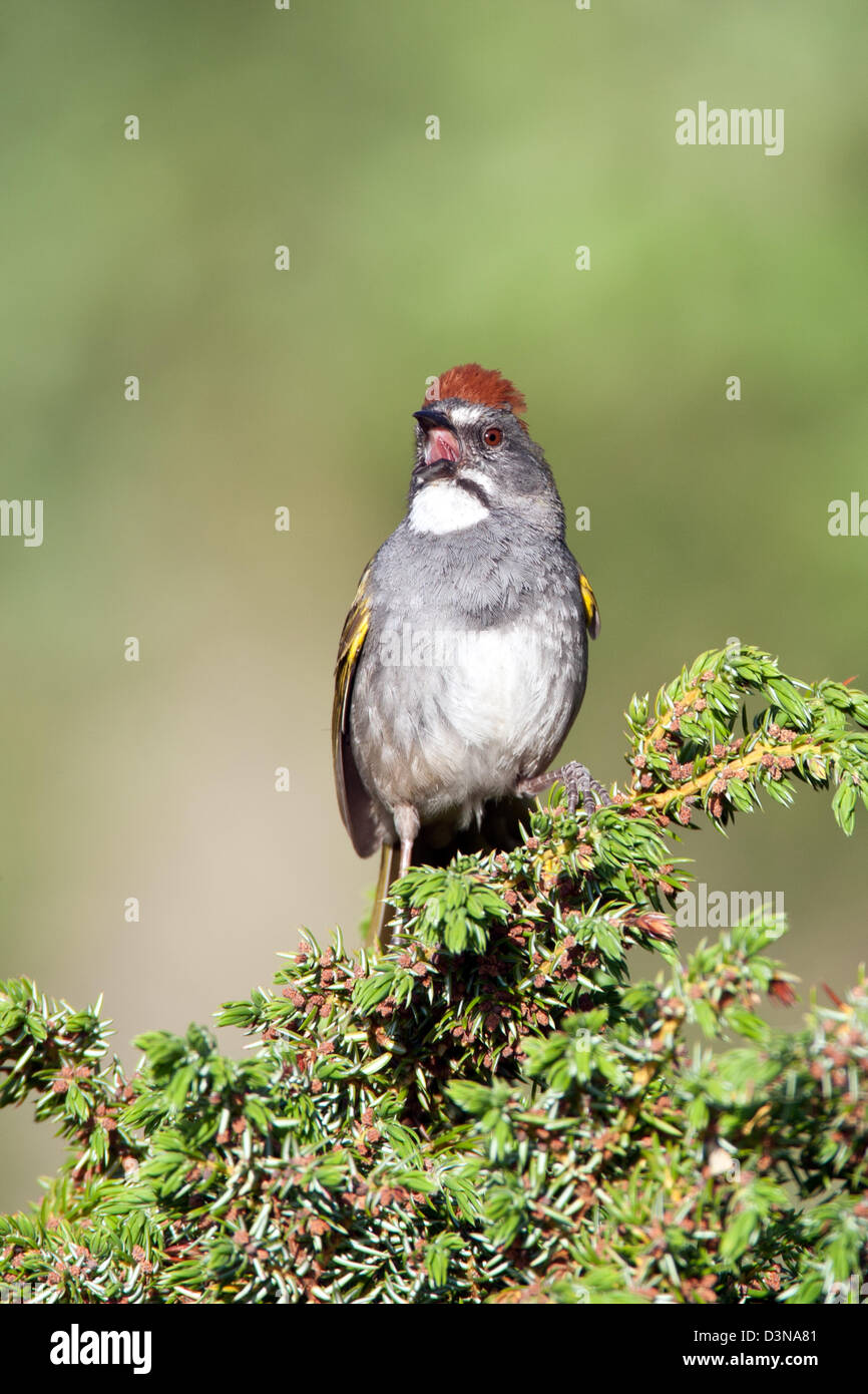 Green-tailed Towhee perching in Juniper bird birds songbird songbirds ...