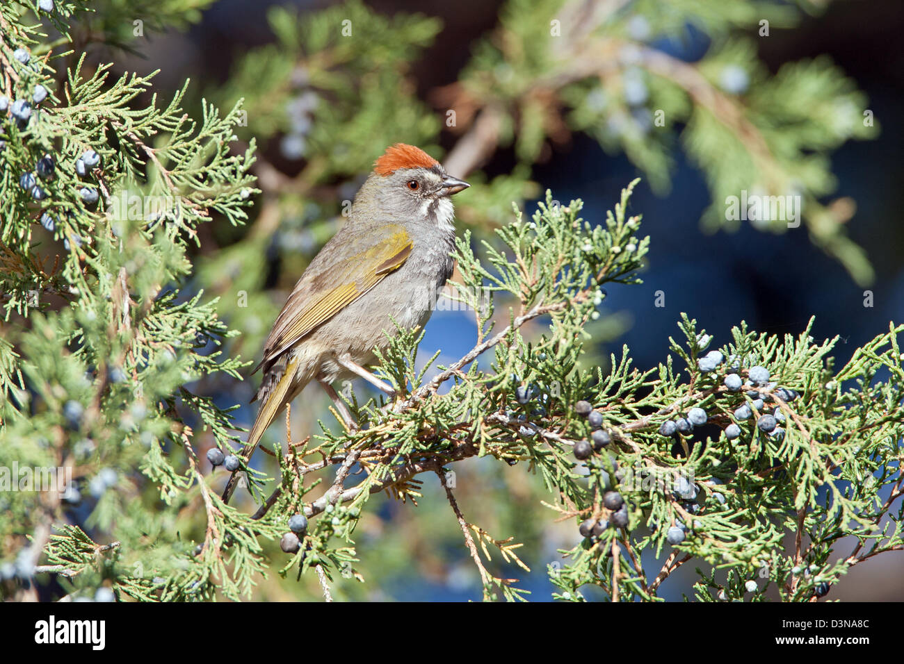 Green-tailed Towhee perching in Juniper bird birds songbird songbirds ...