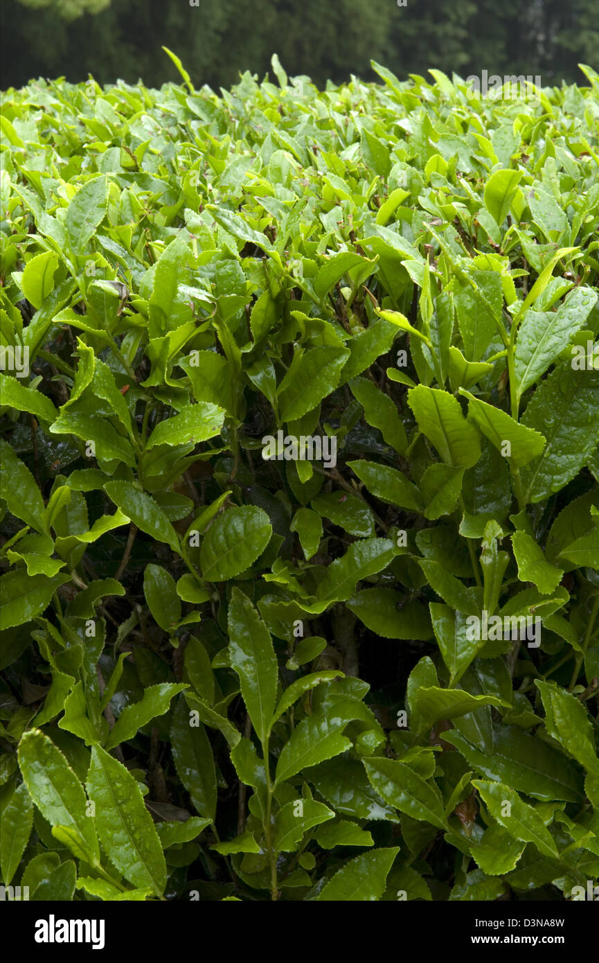 Fresh new green tea leaves on a bush growing at a plantation in ...