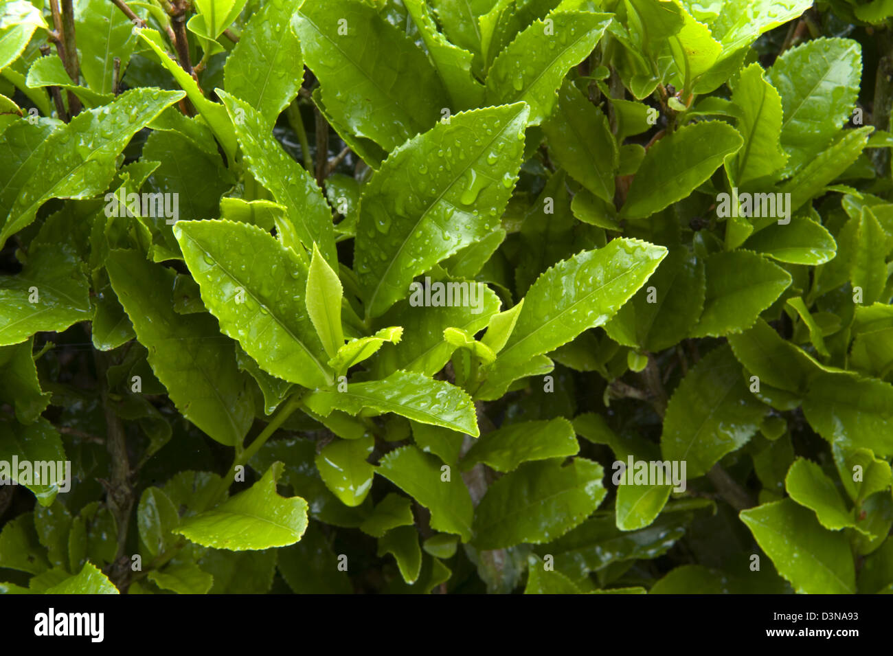 Fresh new green tea leaves on a bush growing at a plantation in ...