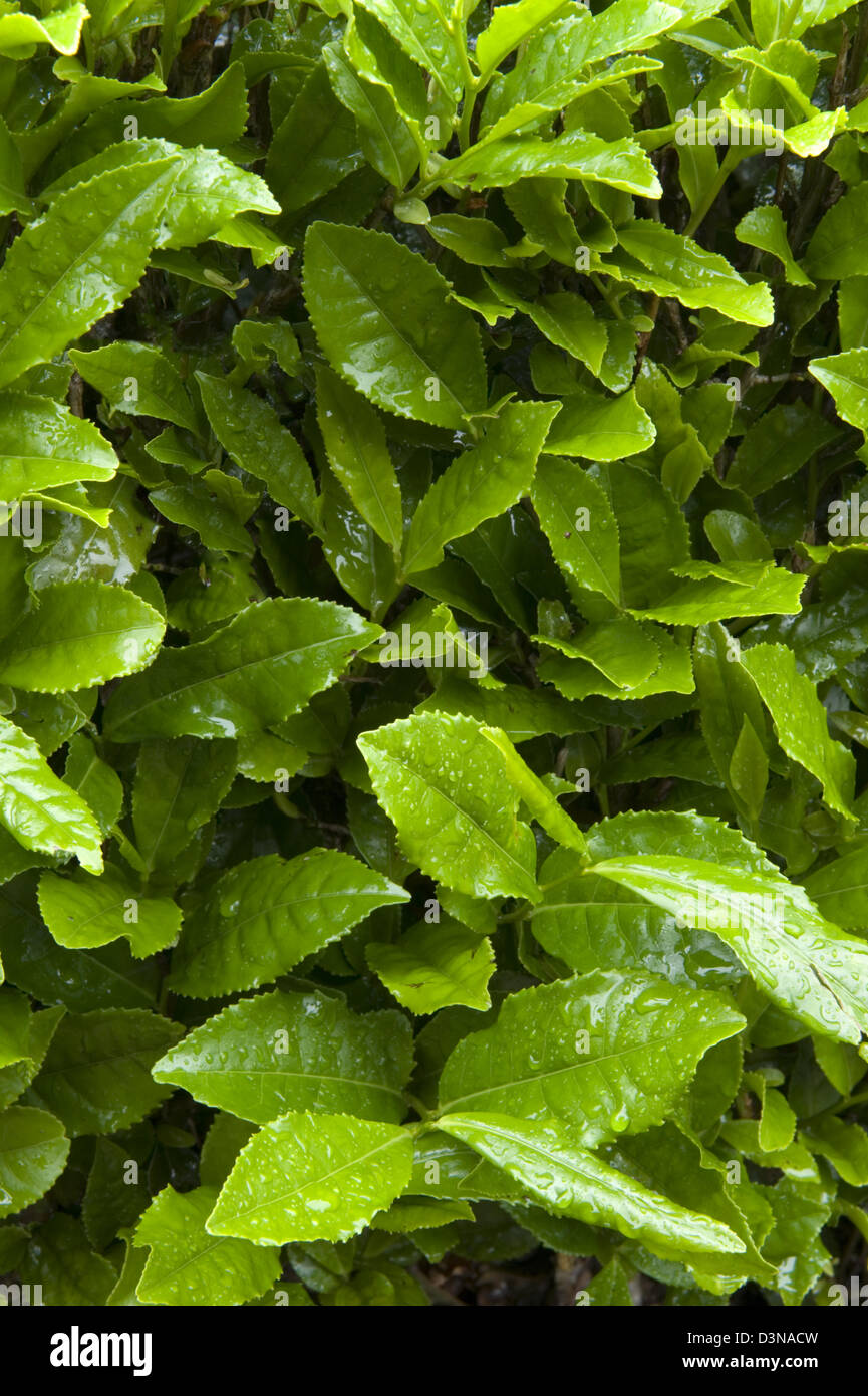 Fresh new green tea leaves on a bush growing at a plantation in ...