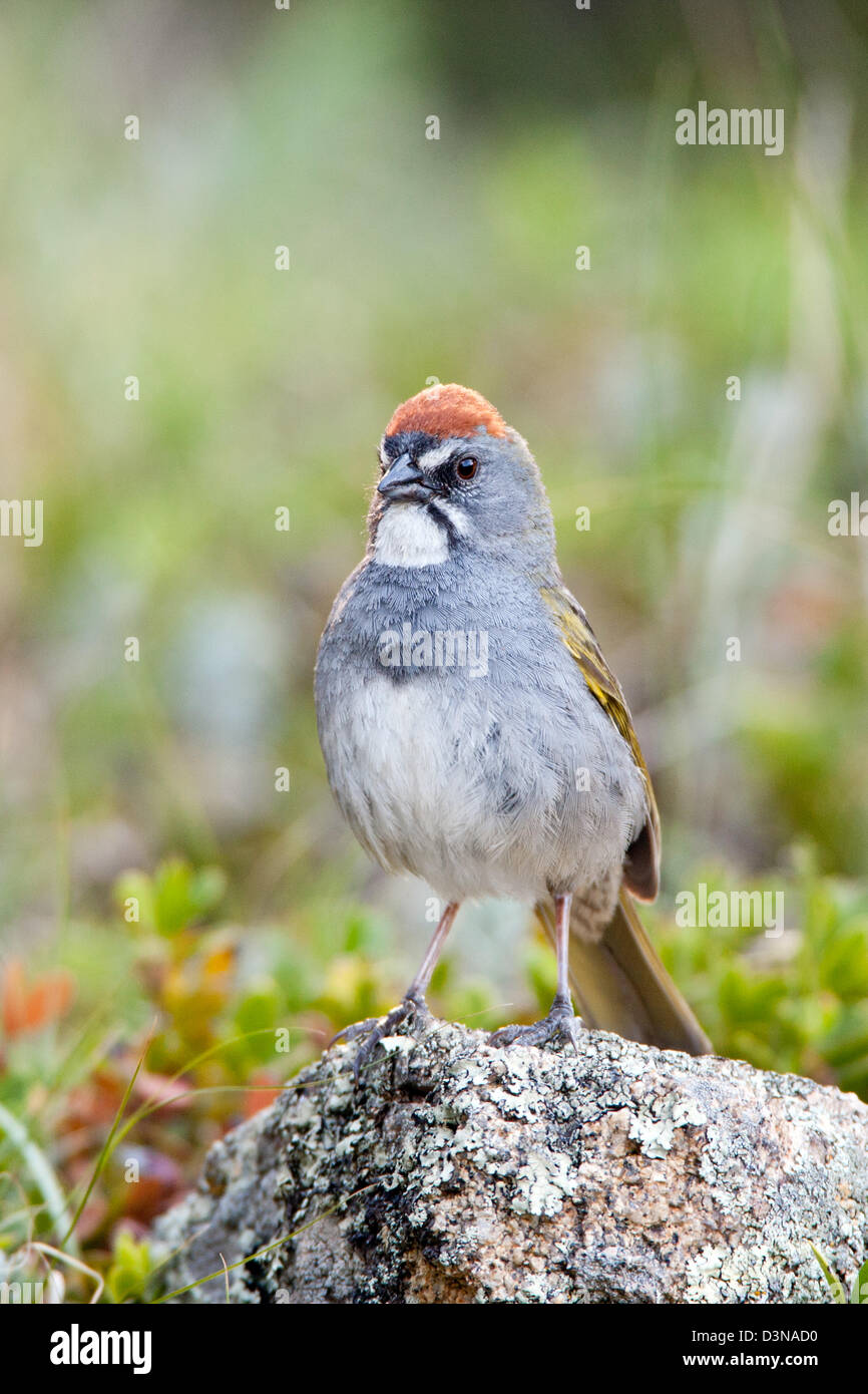 Green-tailed Towhee bird birds songbird songbirds towhees Ornithology ...