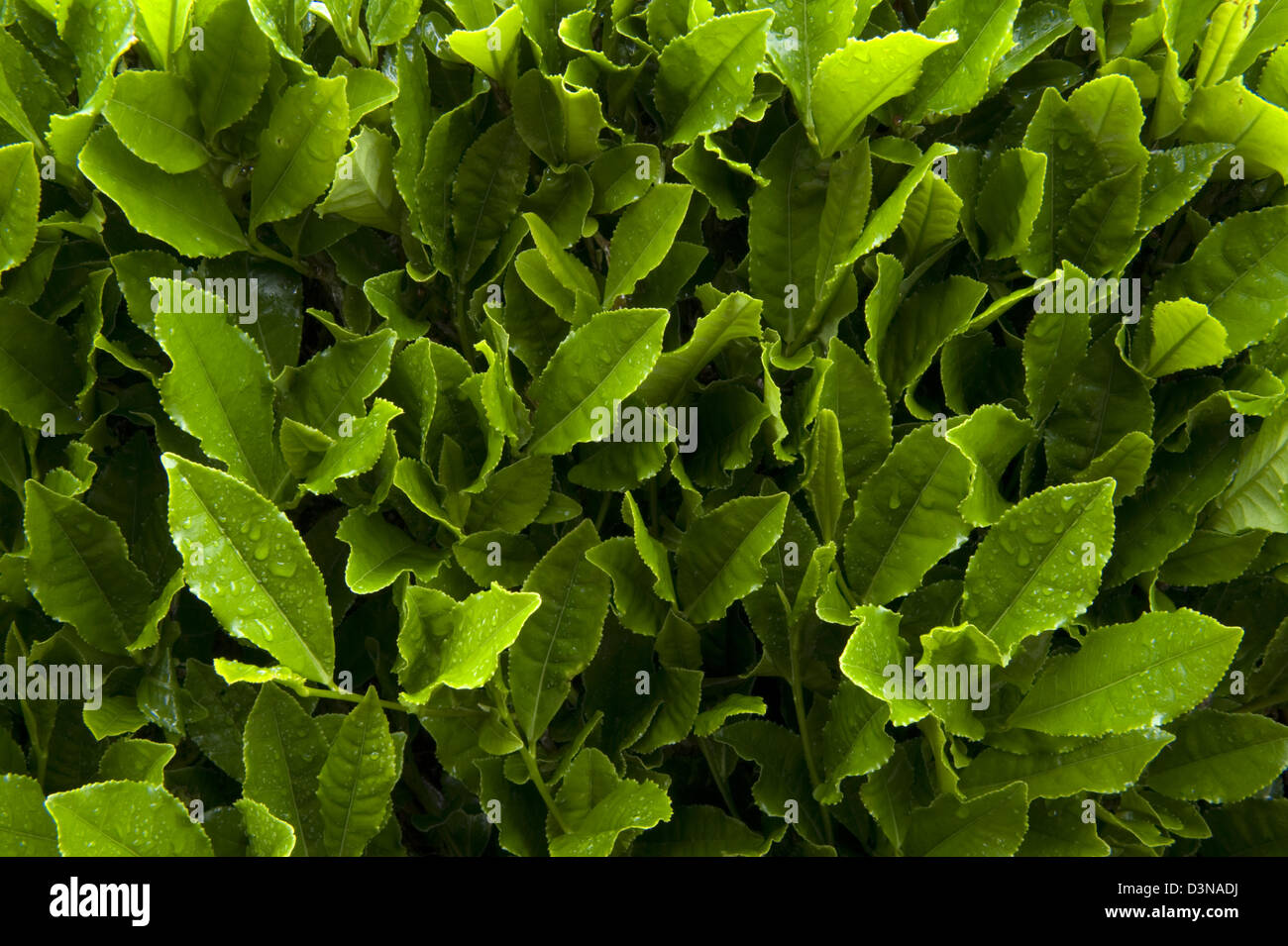 Fresh new green tea leaves on a bush growing at a plantation in ...