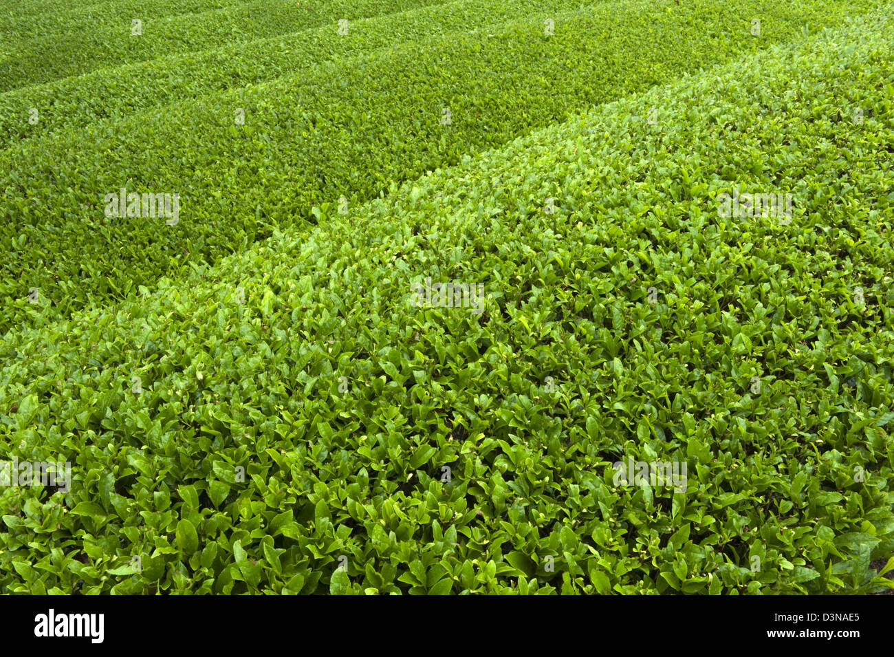 Rows of fresh green tea bushes growing at a plantation in the ...