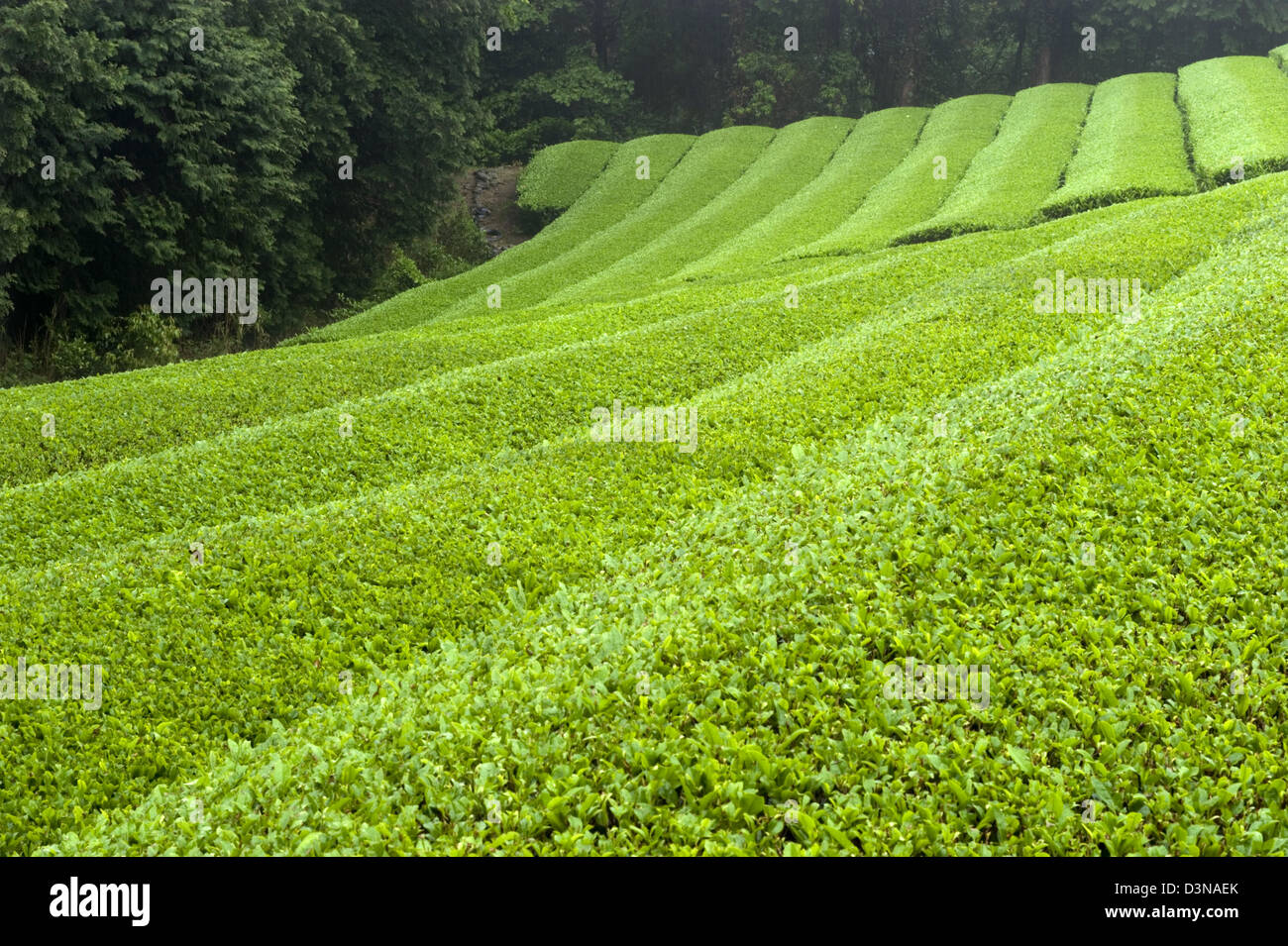 Makinohara tea field hi-res stock photography and images - Alamy