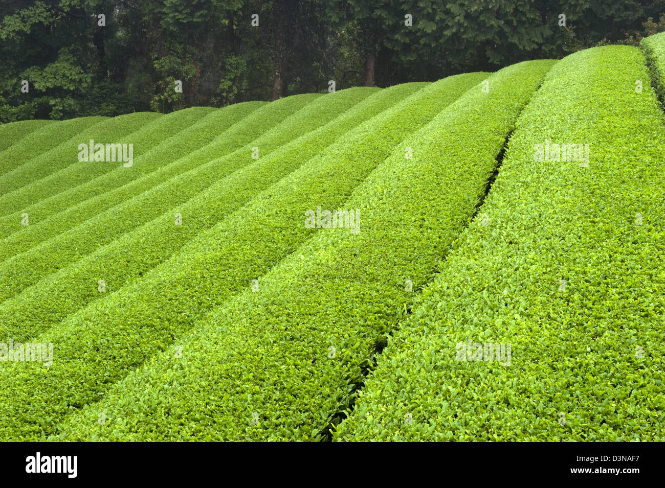 Rows of fresh green tea bushes growing at a plantation in the ...