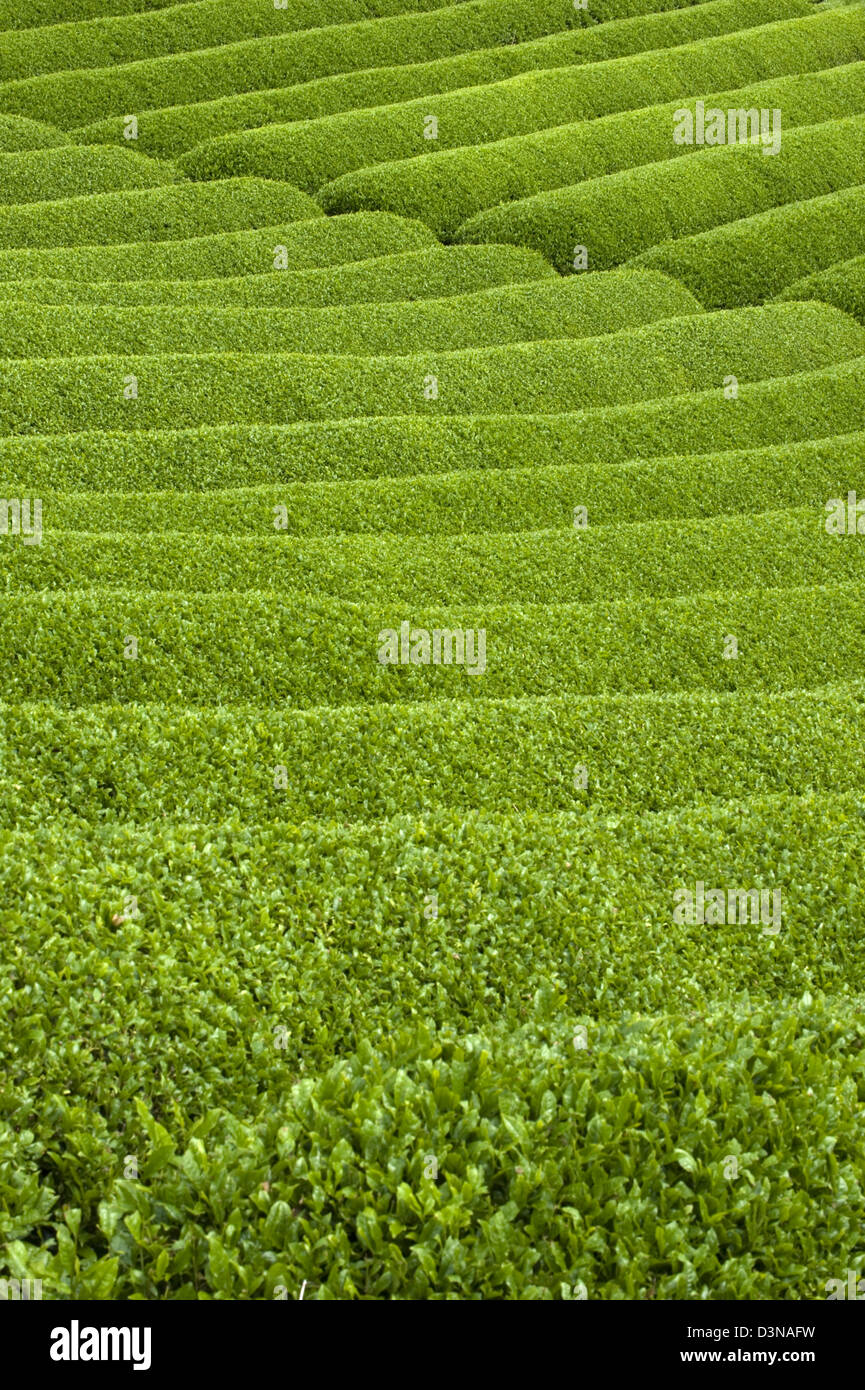 Rows of fresh green tea bushes growing at a plantation in the ...