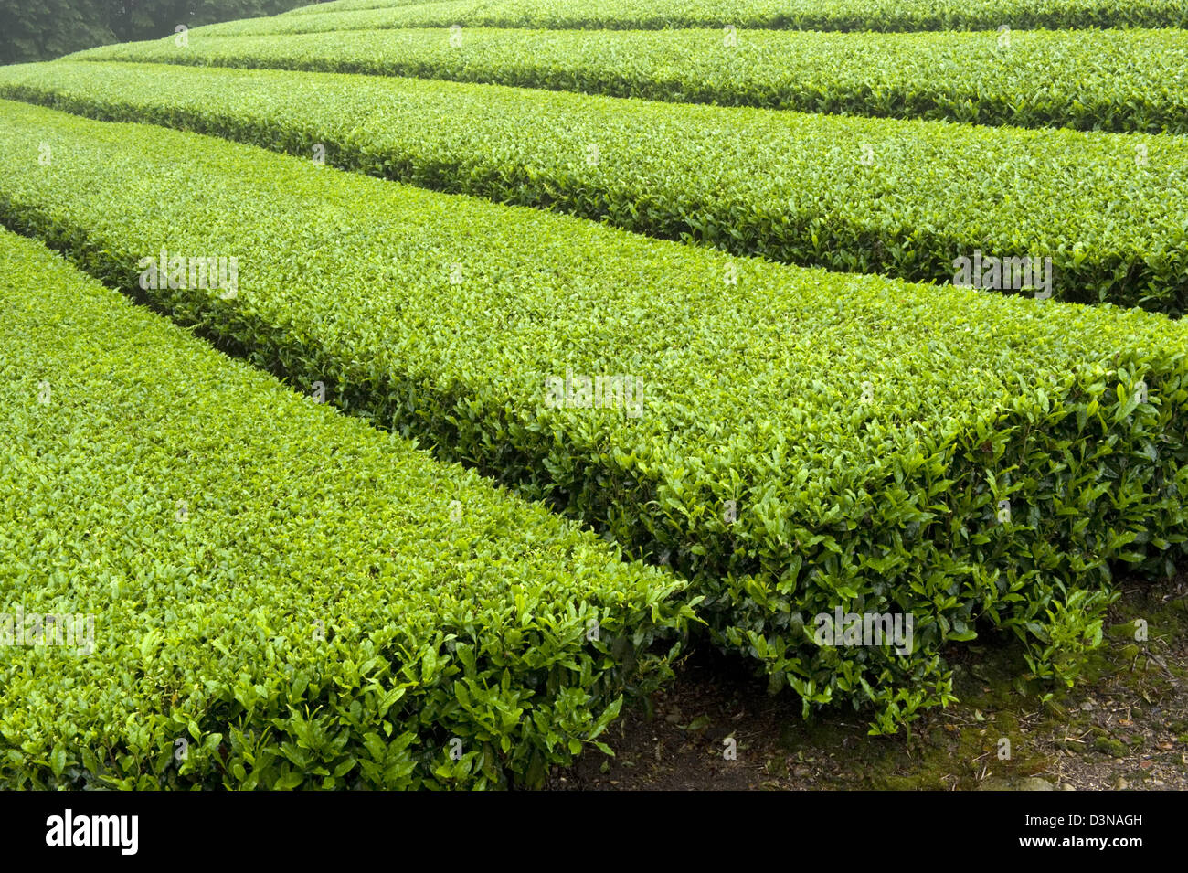 Rows of fresh green tea bushes growing at a plantation in the ...