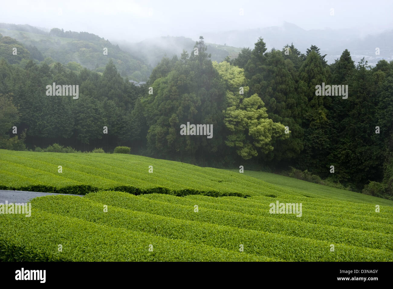 Makinohara tea field hi-res stock photography and images - Alamy