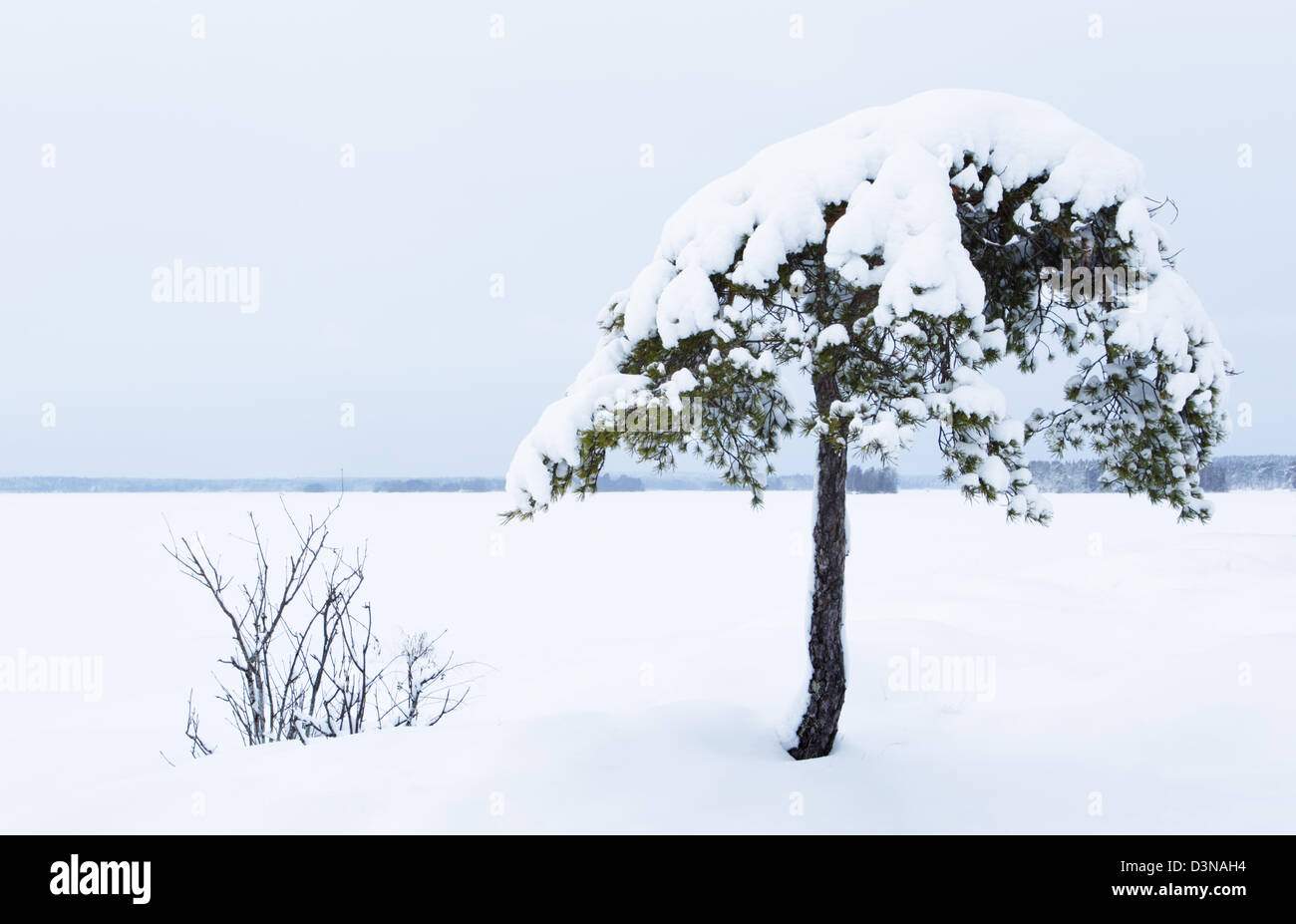 Pine snow aland hi-res stock photography and images - Alamy