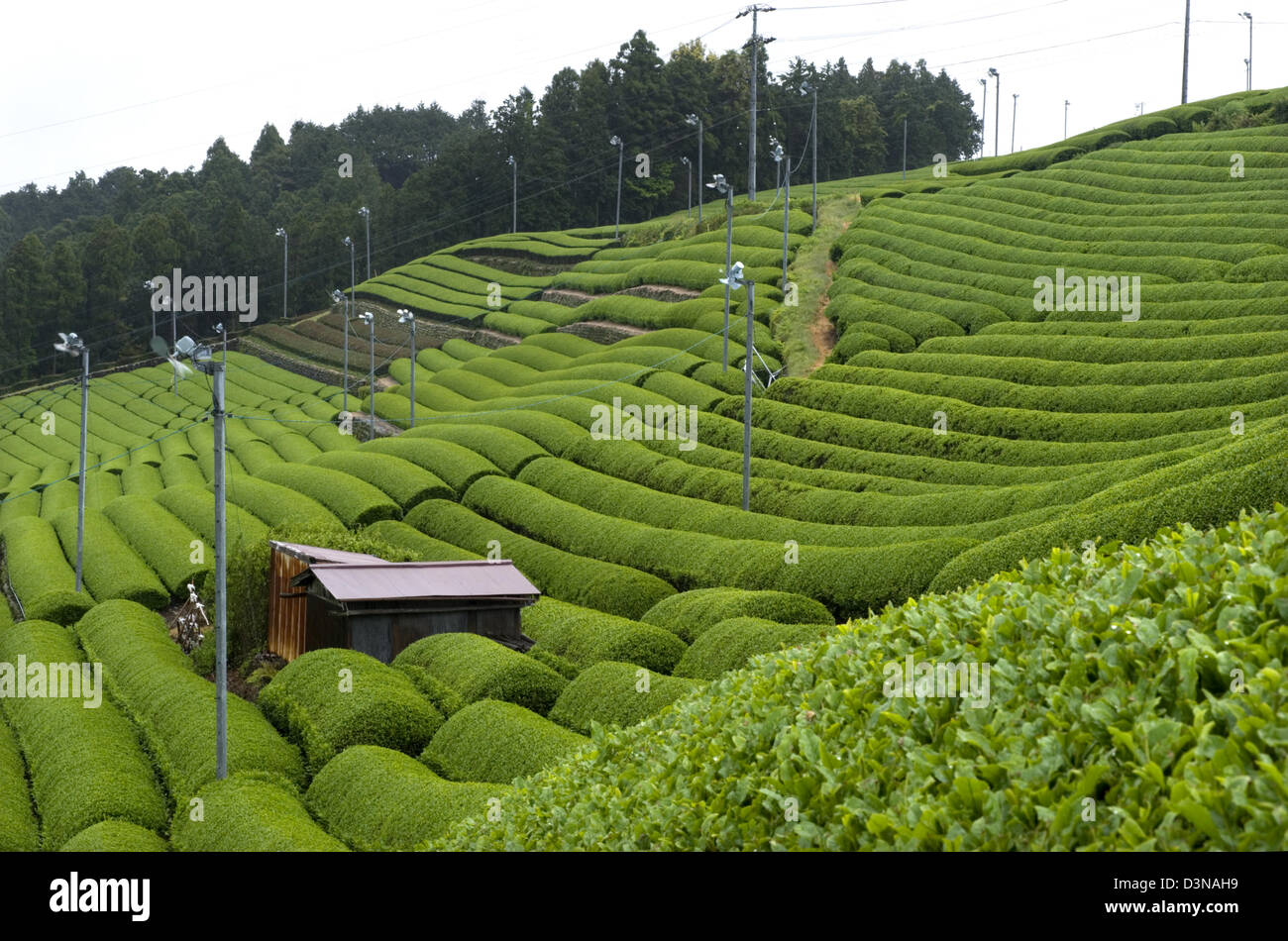 Rows of fresh green tea bushes growing at a plantation in the ...