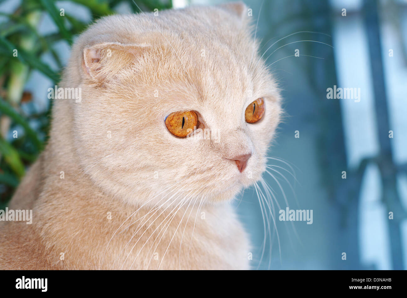 Scottish fold cat sitting on the window sill Stock Photo - Alamy