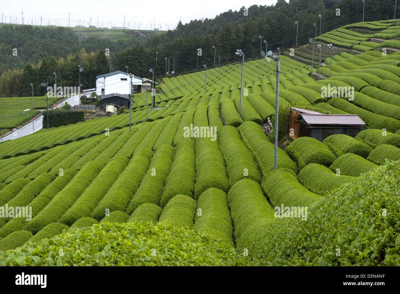 Rows of fresh green tea bushes growing at a plantation in the ...