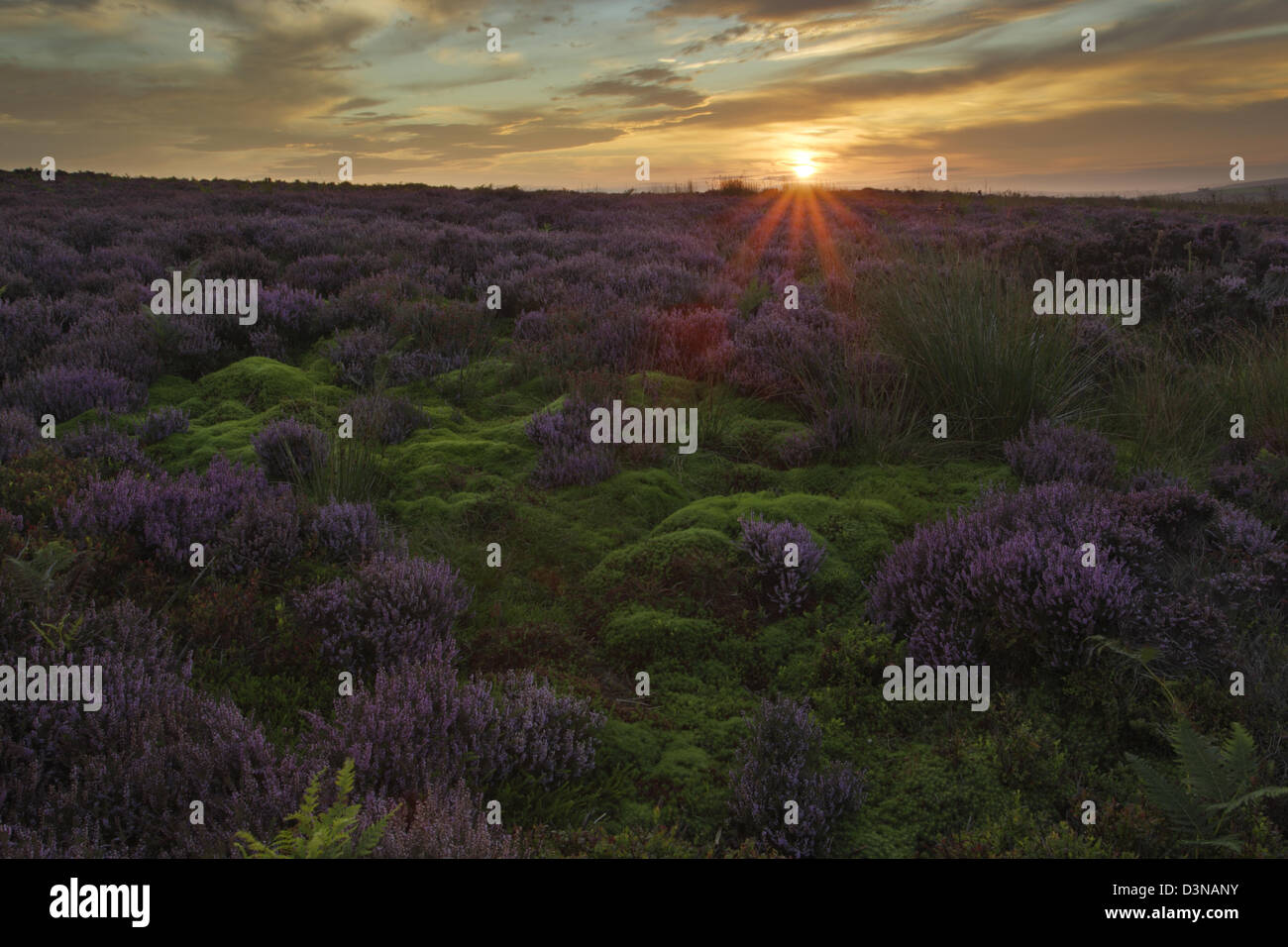 Moor moors moorland hi-res stock photography and images - Alamy