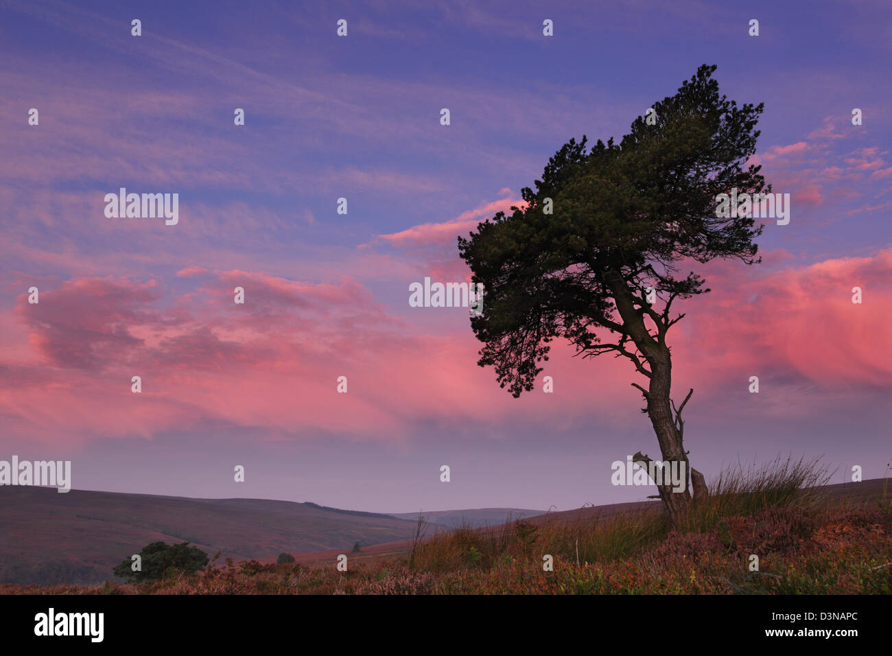 Scots pine tree hi-res stock photography and images - Alamy