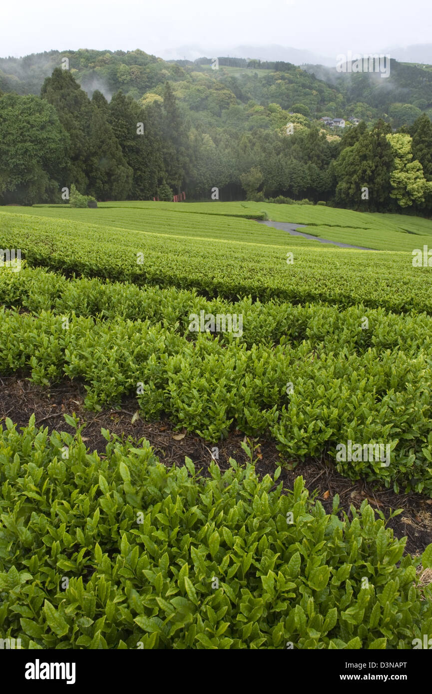 Rows of fresh green tea bushes growing at a plantation in the ...