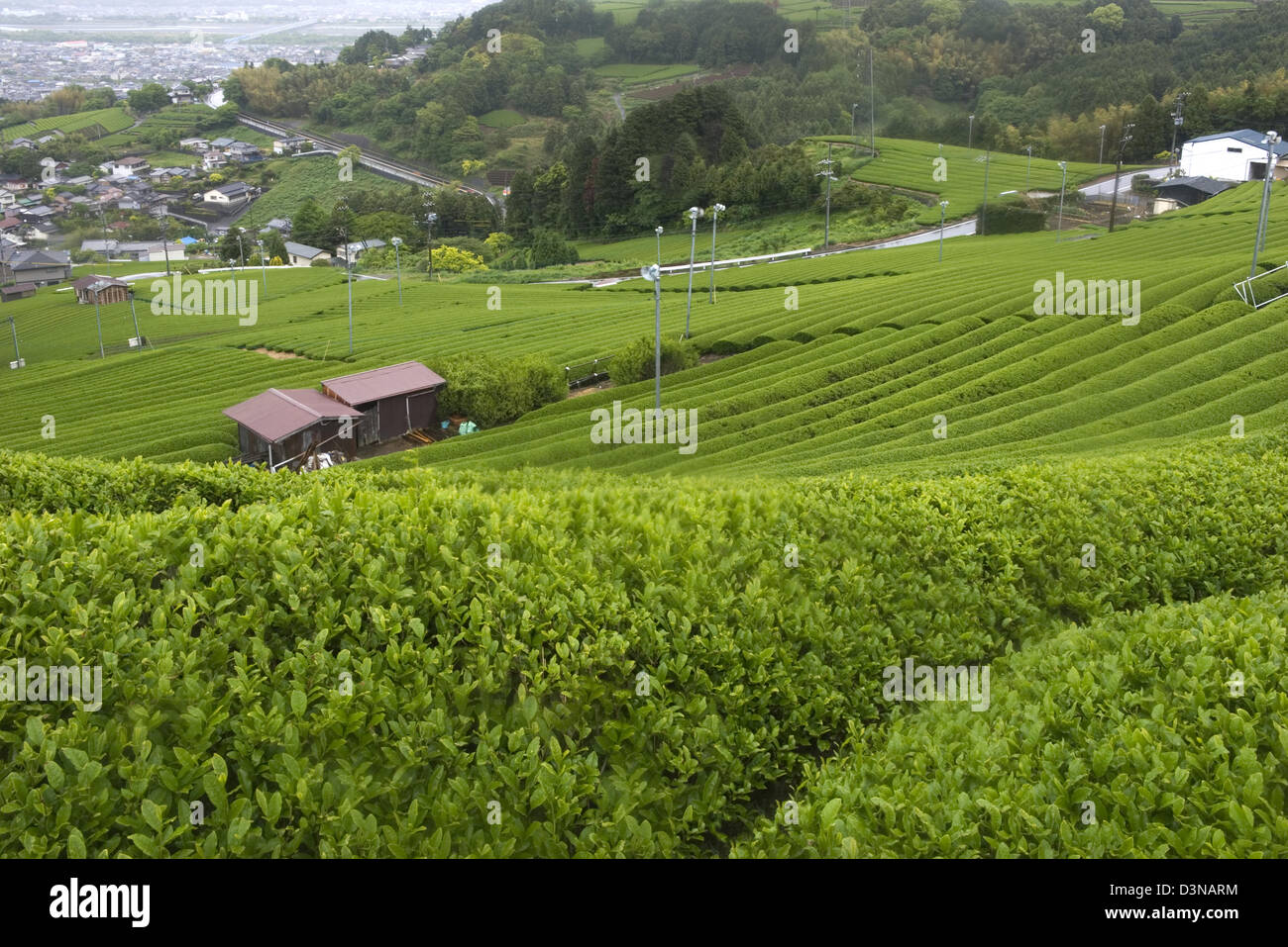 Rows of fresh green tea bushes growing at a plantation in the ...