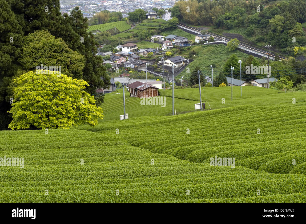 Rows of fresh green tea bushes growing at a plantation in the ...