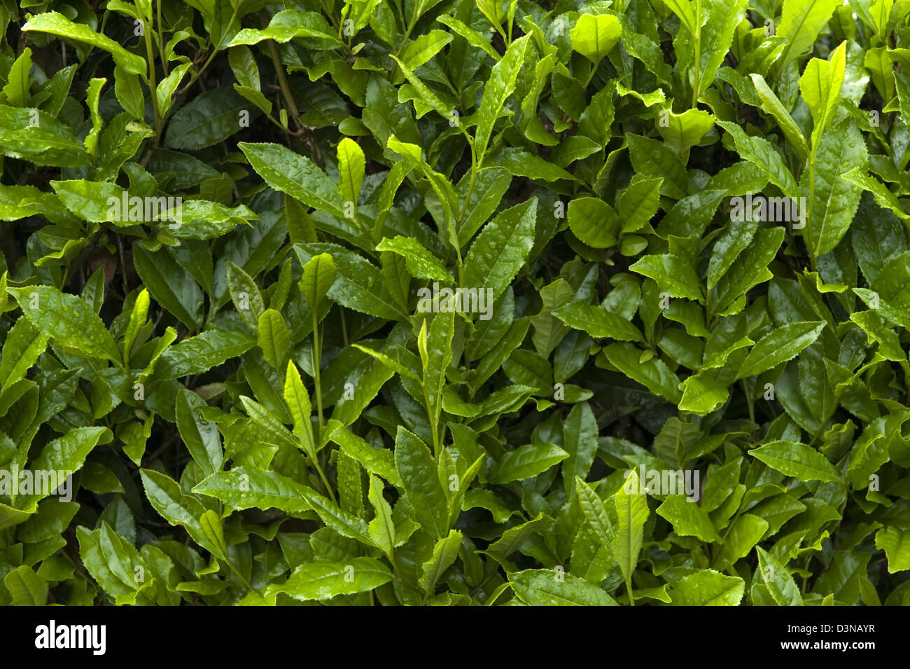 Fresh new green tea leaves on a bush growing at a plantation in ...