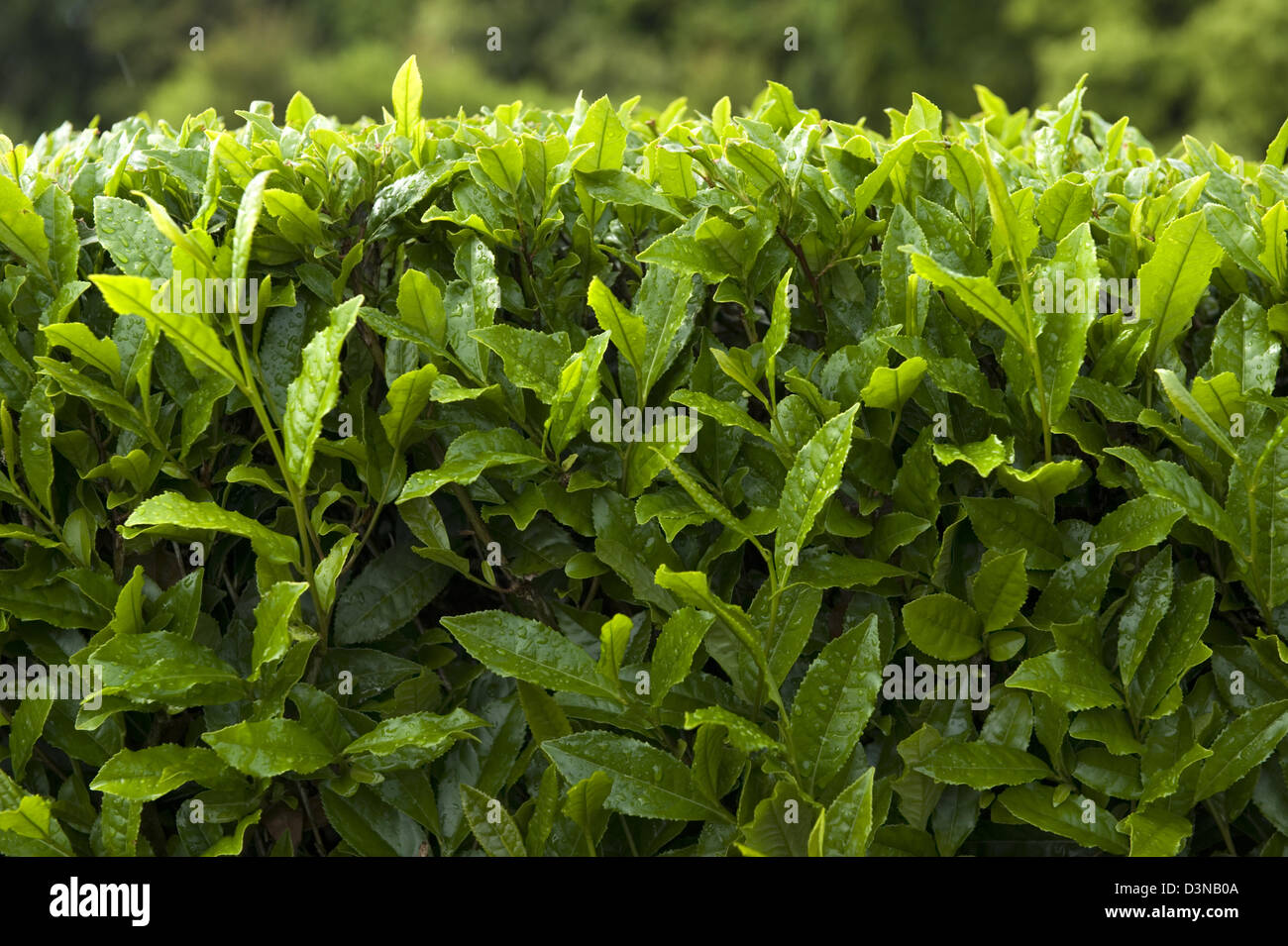 Fresh new green tea leaves on a bush growing at a plantation in ...