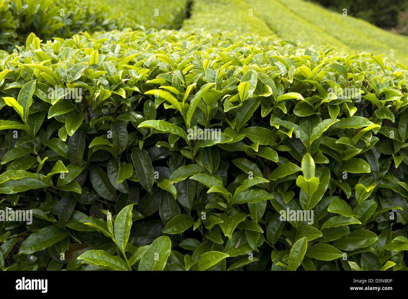 Fresh new green tea leaves on a bush growing at a plantation in ...
