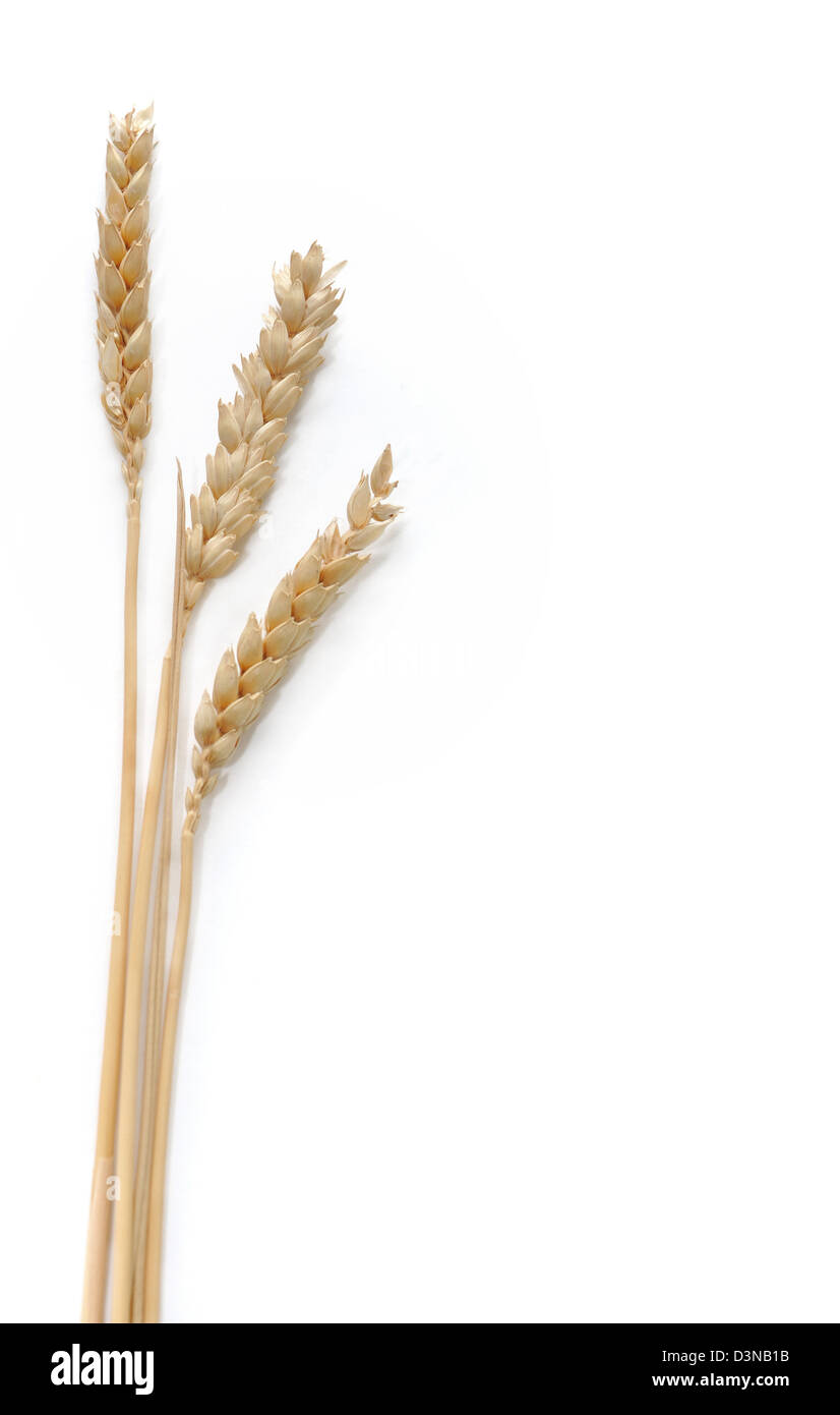 three strands of wheat arranged on the left side on white background ...