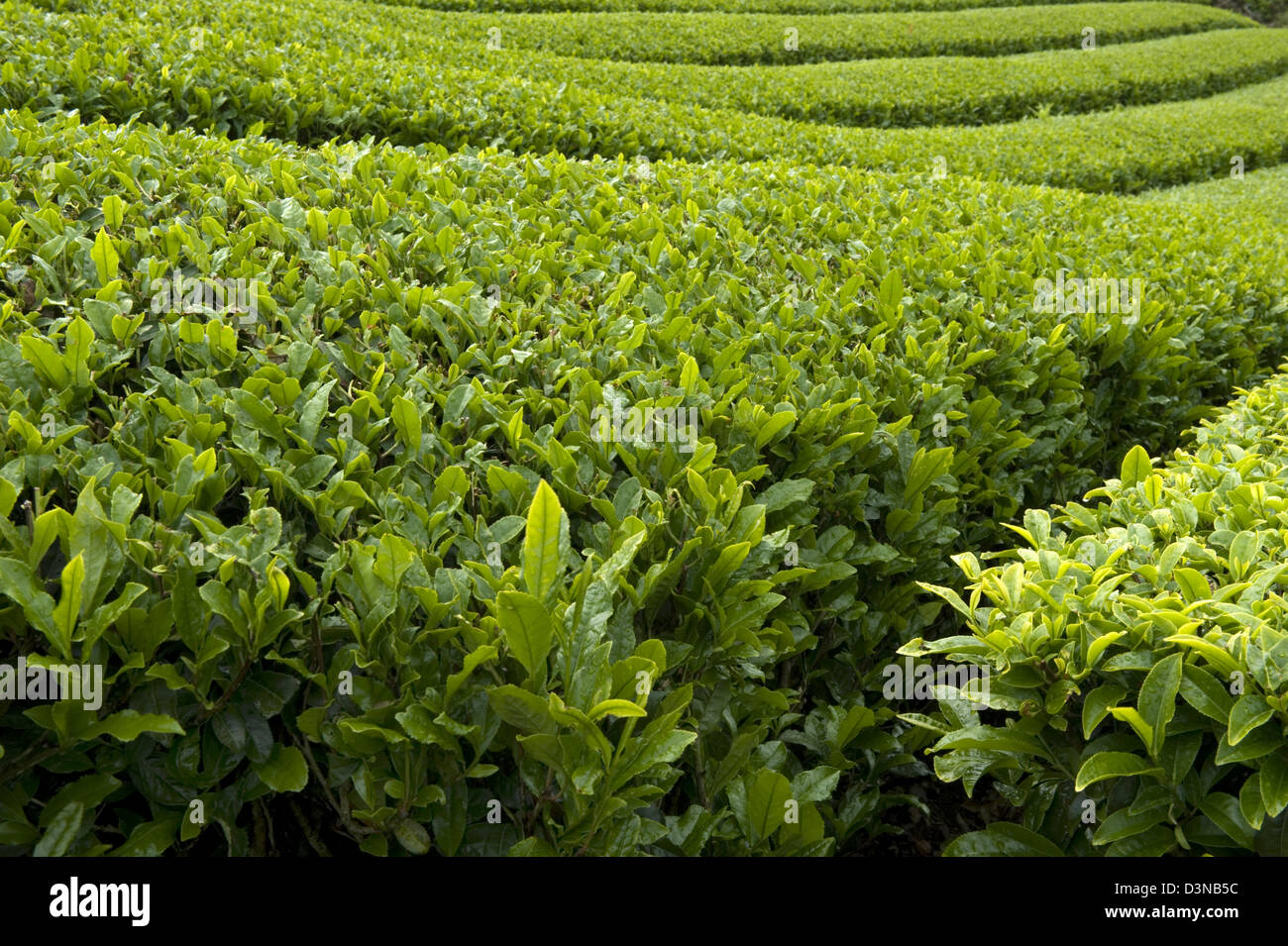 Makinohara tea field hi-res stock photography and images - Alamy