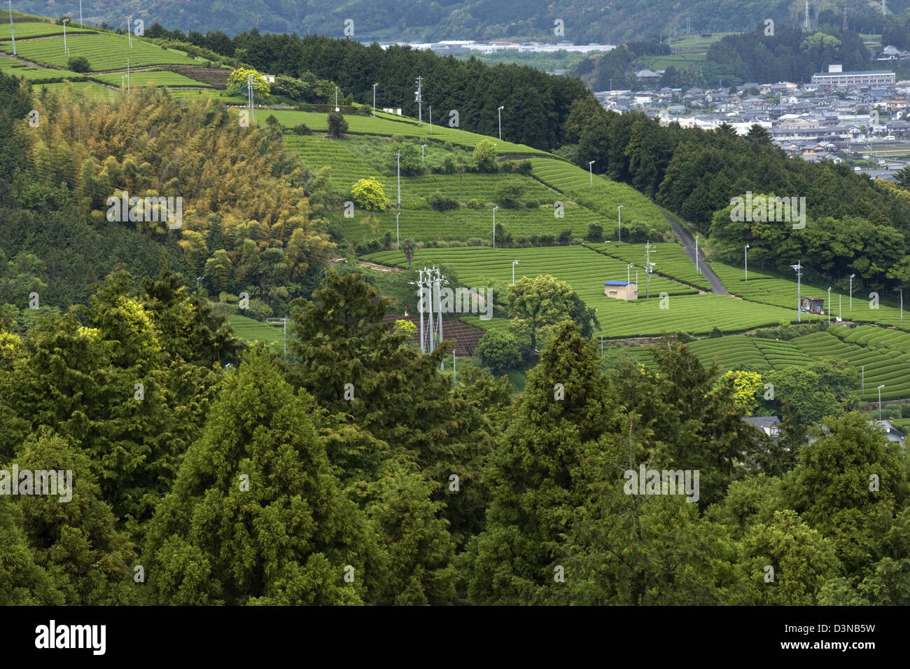 Rows of fresh green tea bushes growing at a plantation in the ...