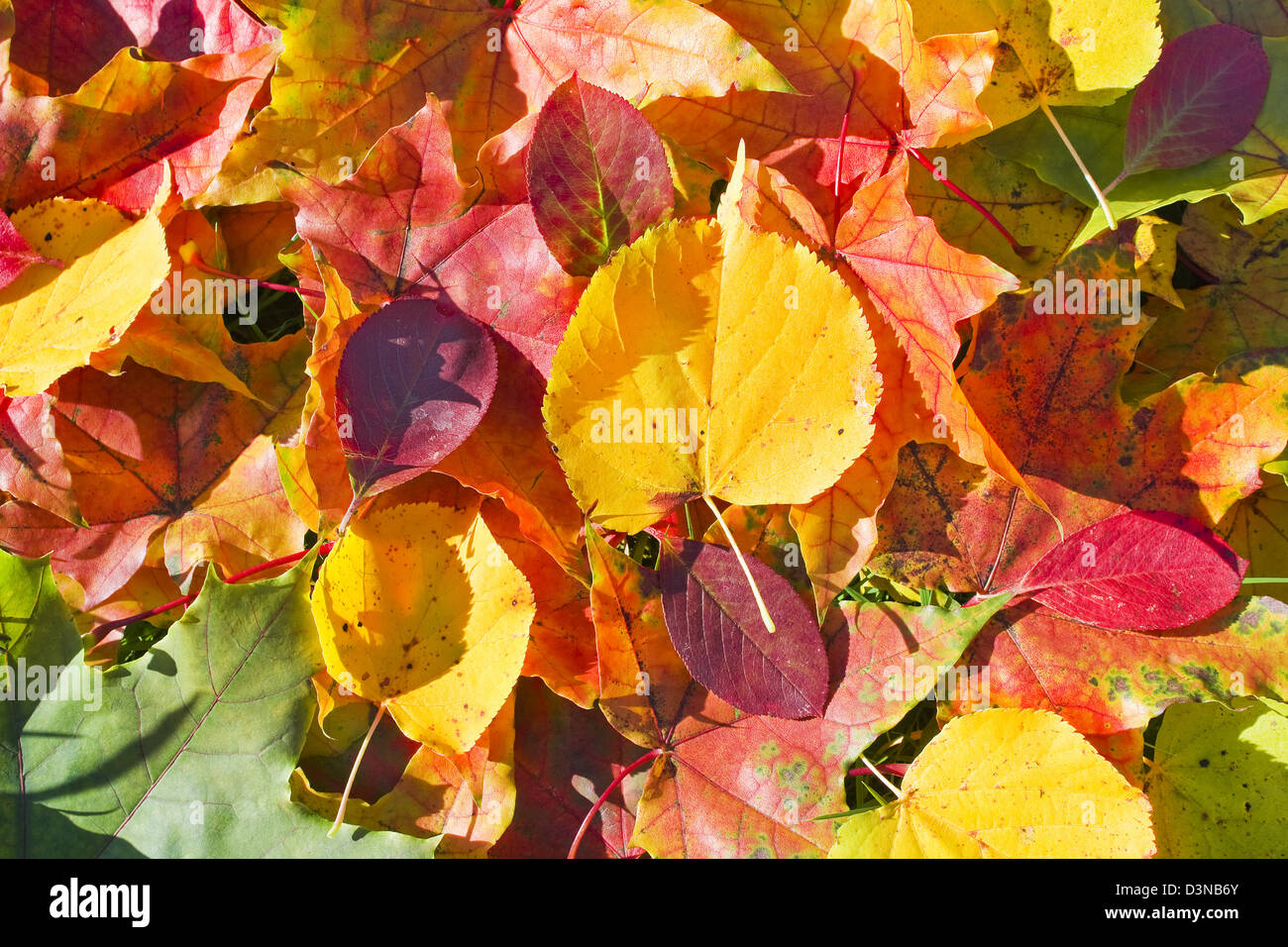 Background from multi-colored autumn leaves Stock Photo - Alamy