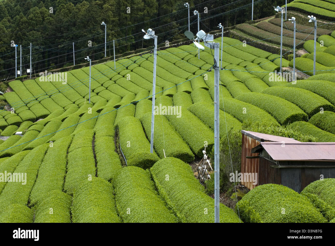 Rows of fresh green tea bushes growing at a plantation in the ...