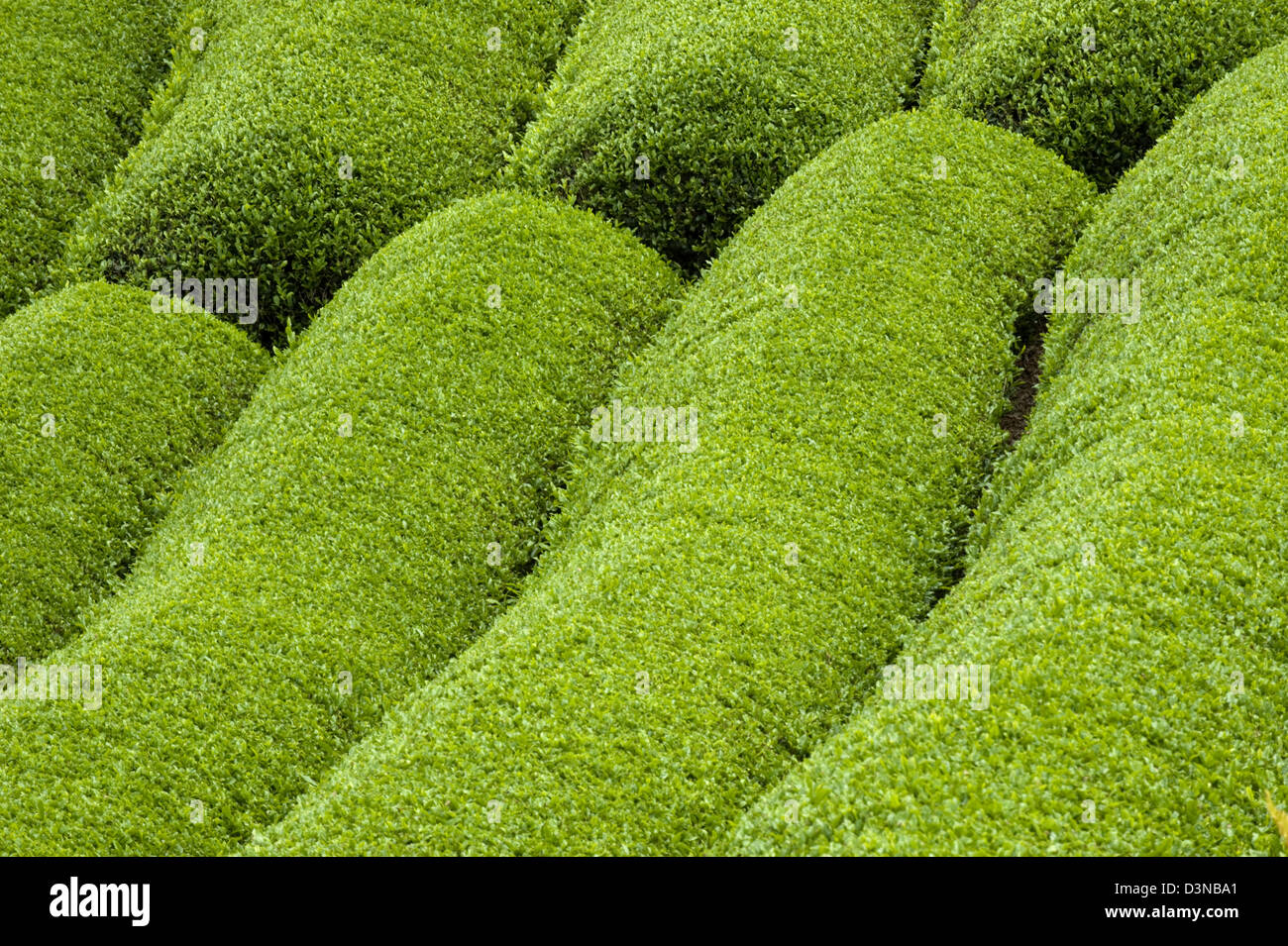 Rows of fresh green tea bushes growing at a plantation in the ...