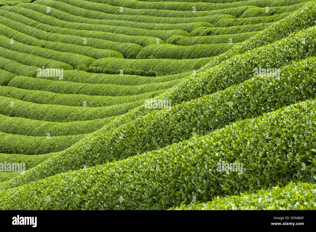 Rows of fresh green tea bushes growing at a plantation in the ...