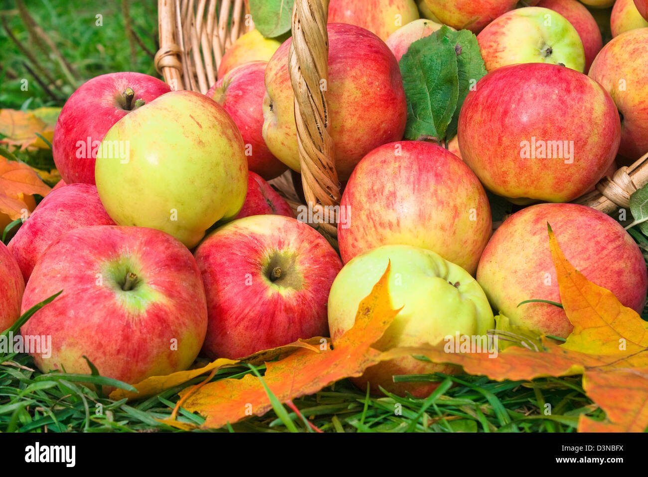Harvesting of apples in the autumn Stock Photo - Alamy