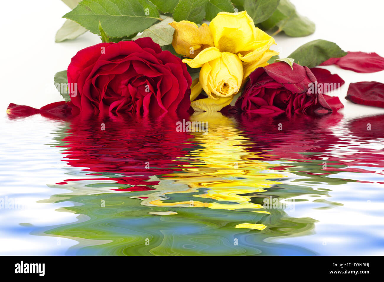 Roses with petals Stock Photo - Alamy